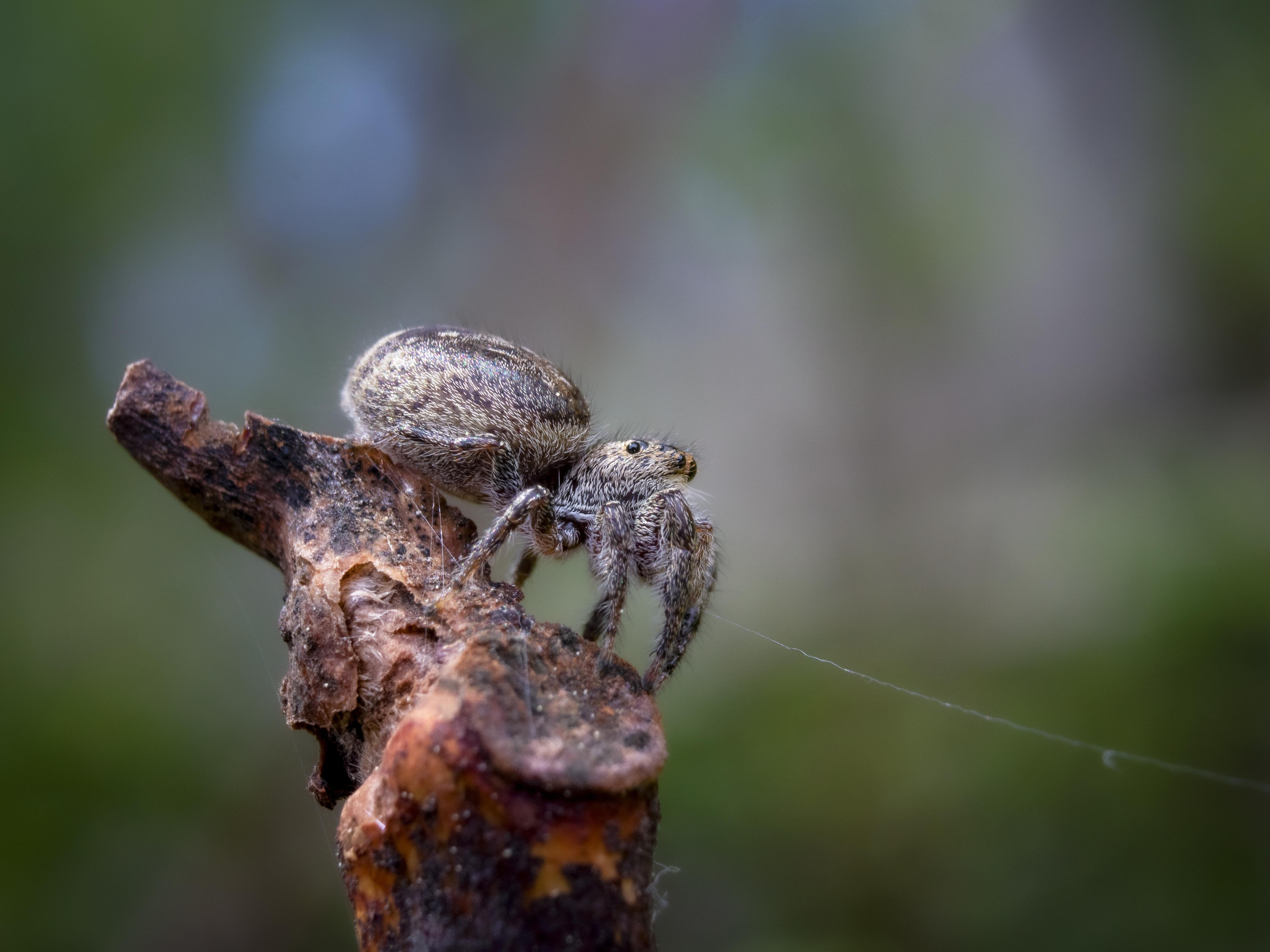 webslinger | Scrolller