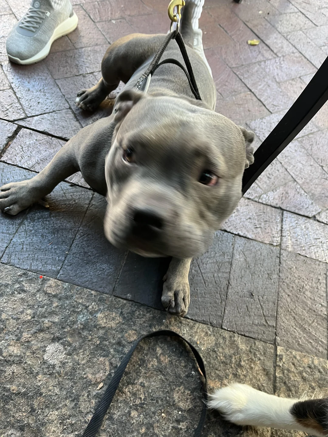 Say hello to tater tot | Scrolller