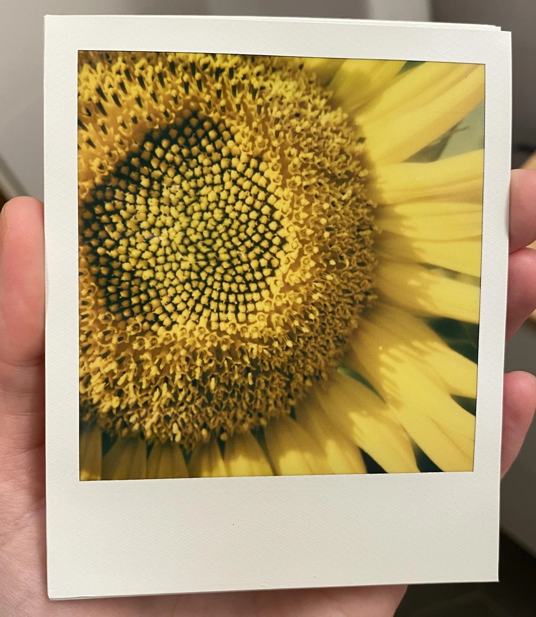 Sunflower power 🌻 | Scrolller