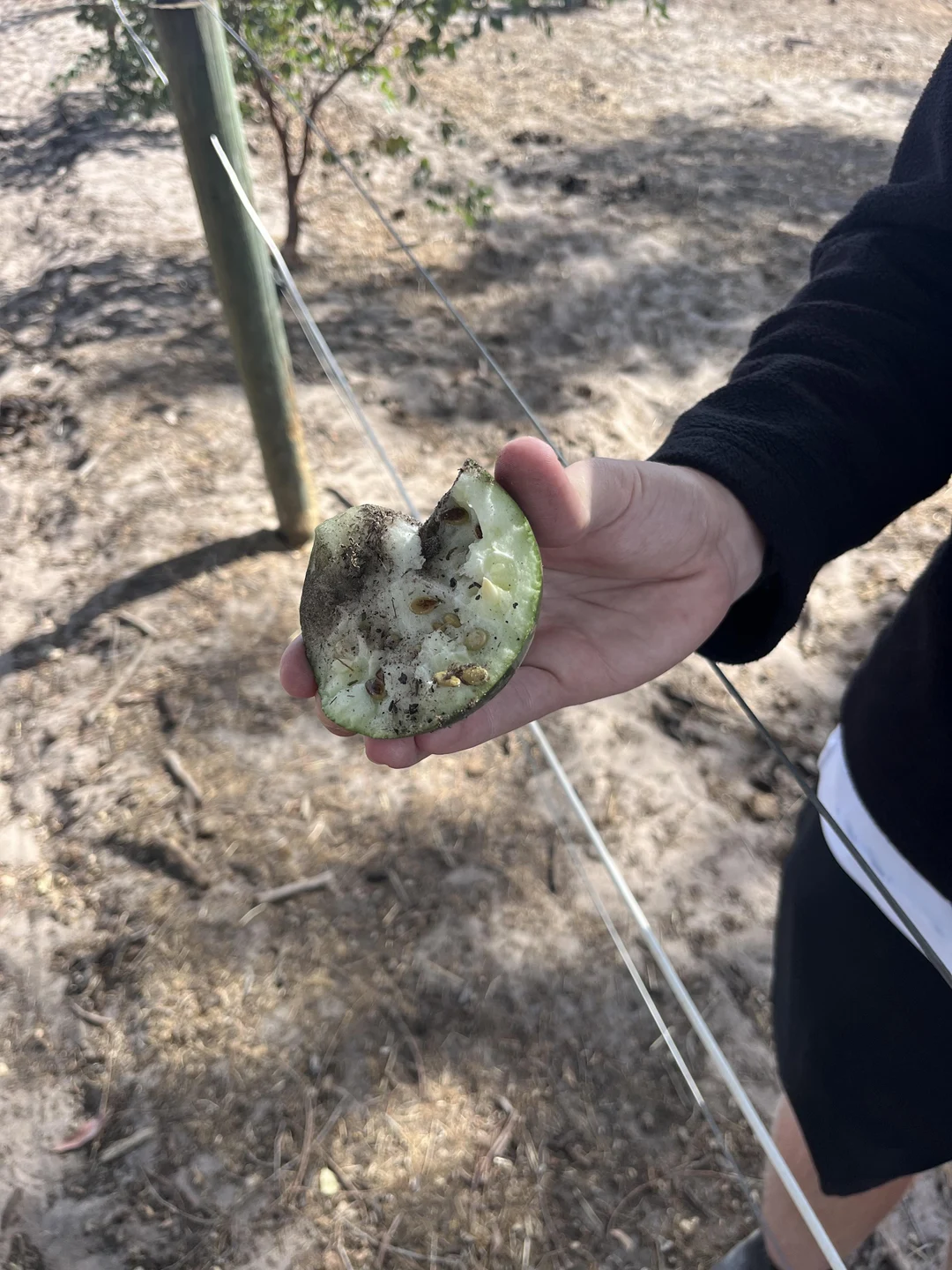 What is this fruit? | Scrolller