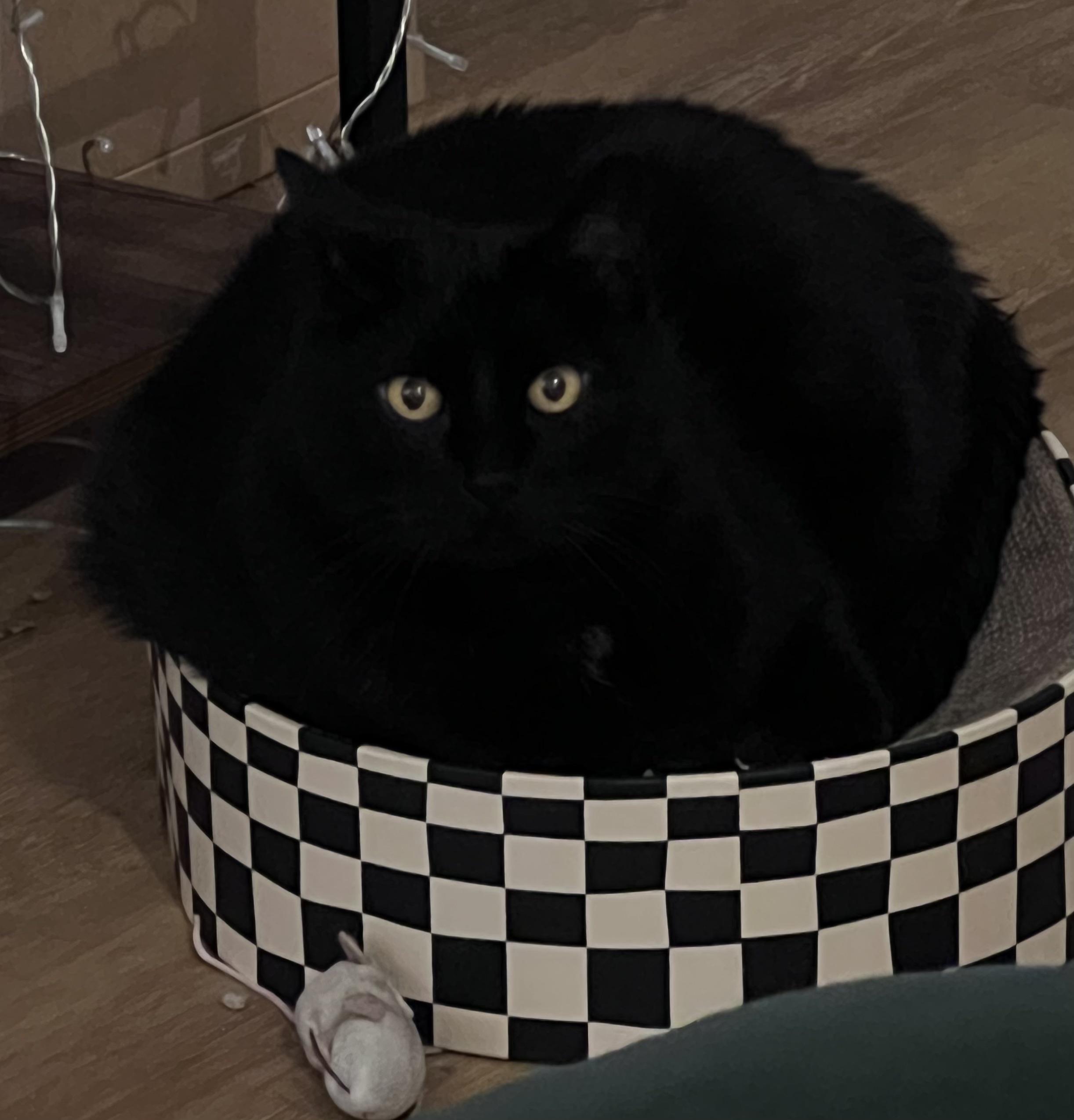 The Blob | Scrolller