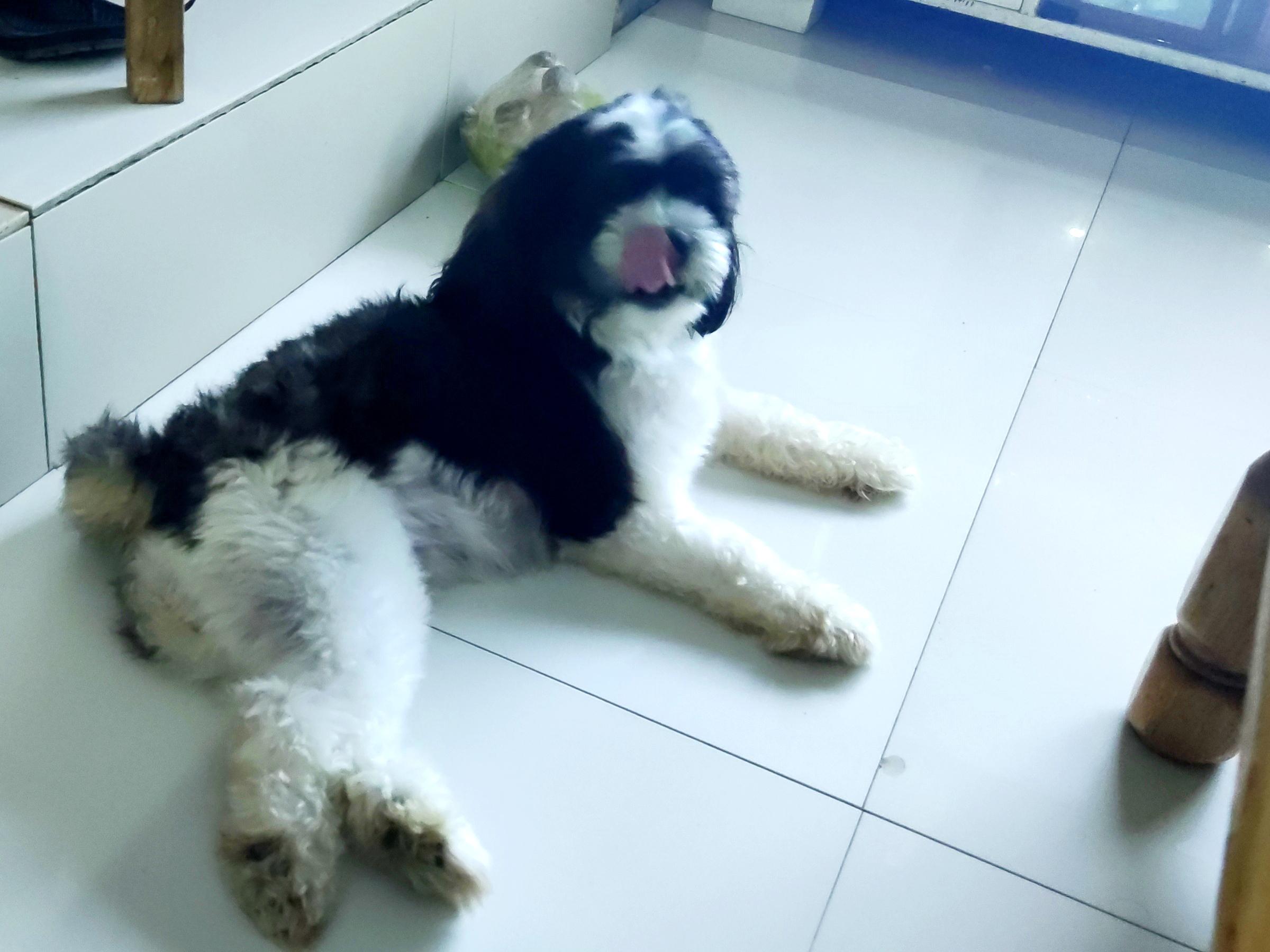 "Paint me like one of your French Tzus" - Aquila | Scrolller