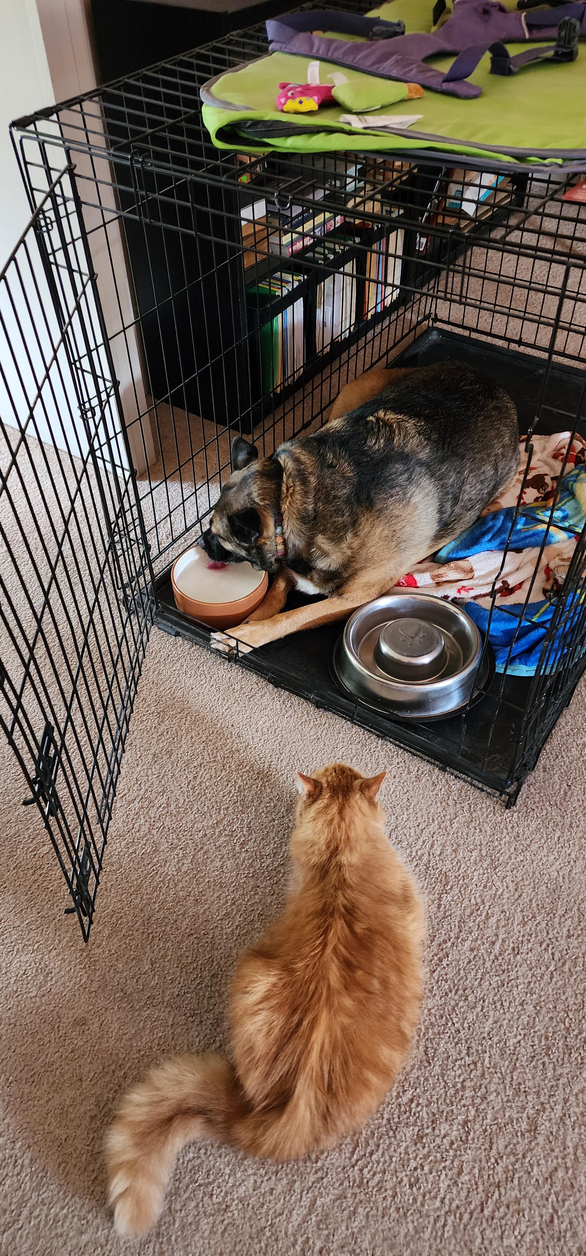 Lazy dog and since the cat is in front of her crate she won't leave it. | Scrolller