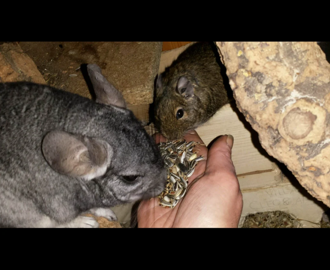 Chinchilla and Degu cohabitation | Scrolller