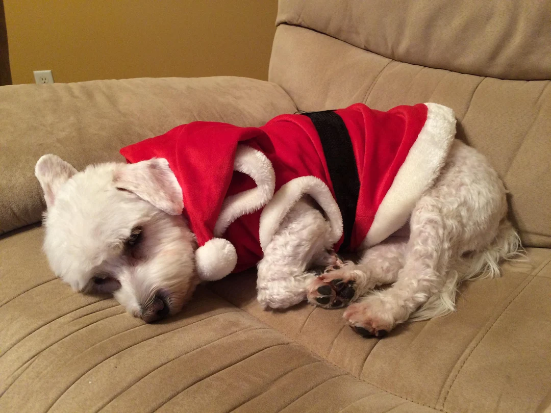 Now that all the presents are finally delivered, Santa Claws can finally relax | Scrolller