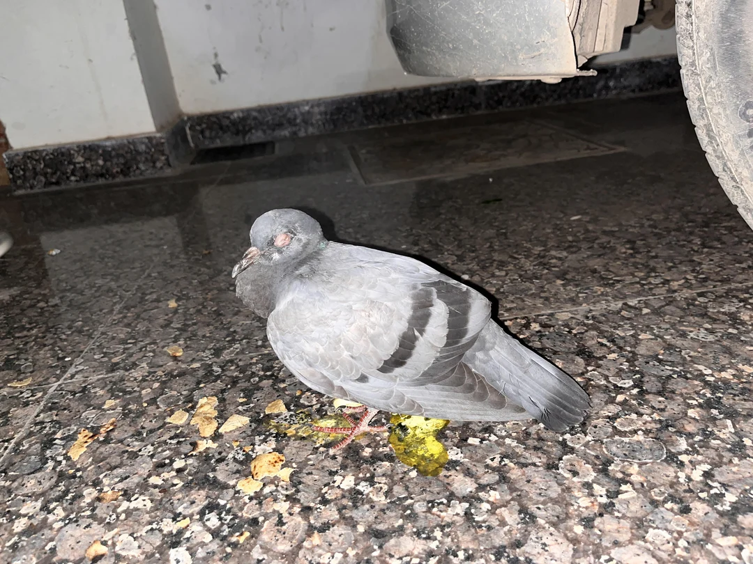 Help identifying disease | Scrolller