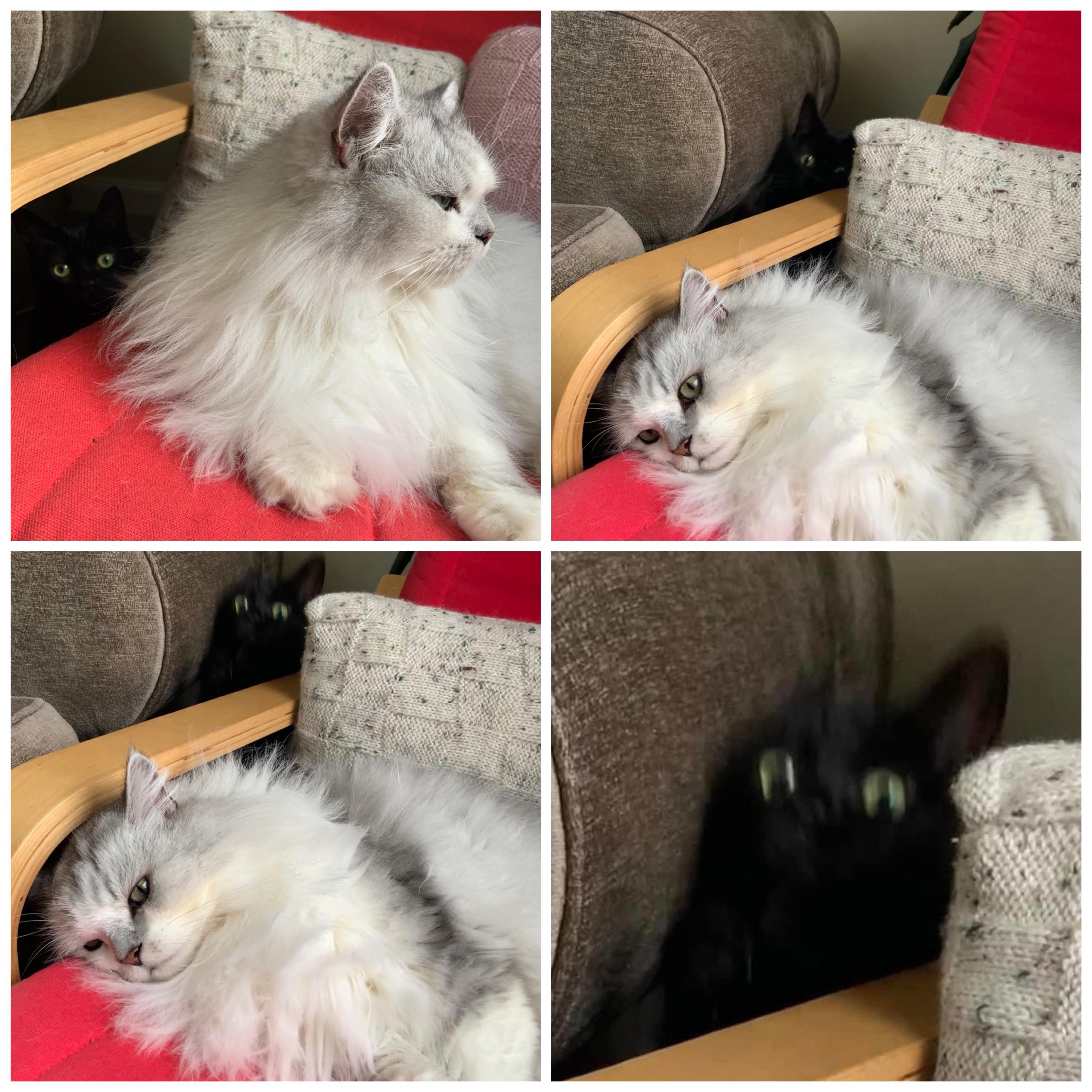 Activate Turbogoblin Mode | Scrolller