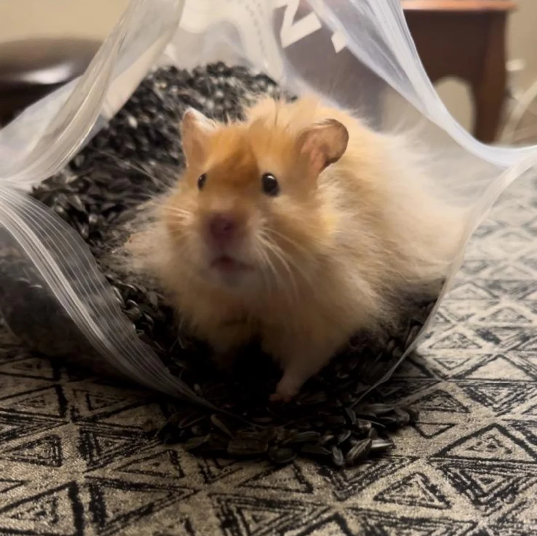 My long haired Syrian hamster! | Scrolller