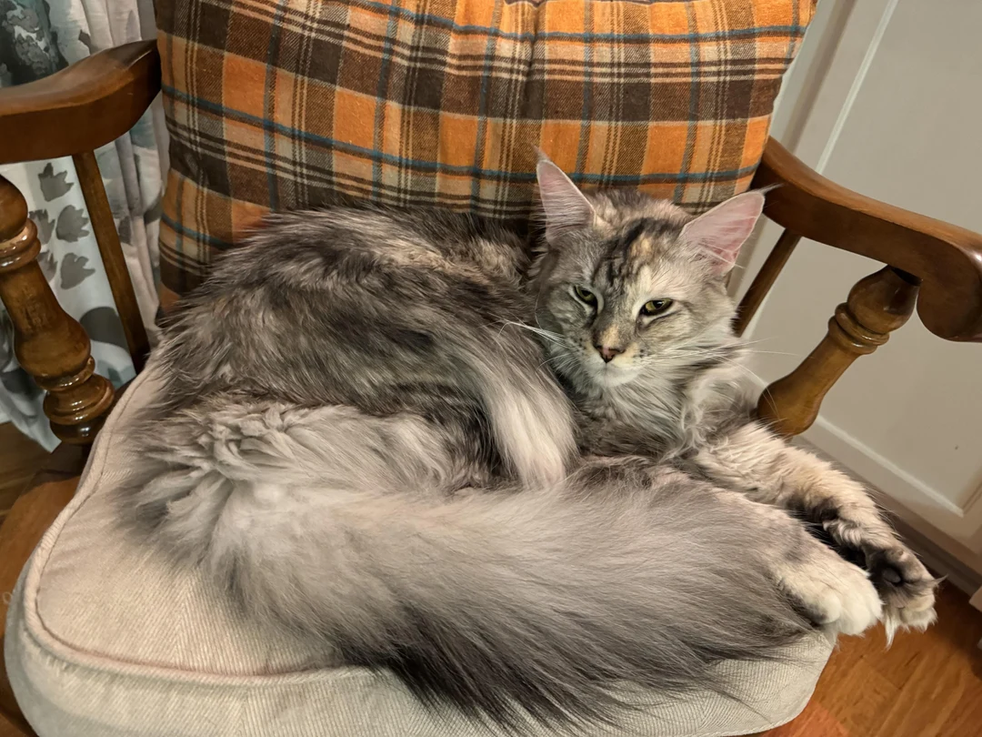 Now that it’s winter, she’s a grumpy sleeper. | Scrolller