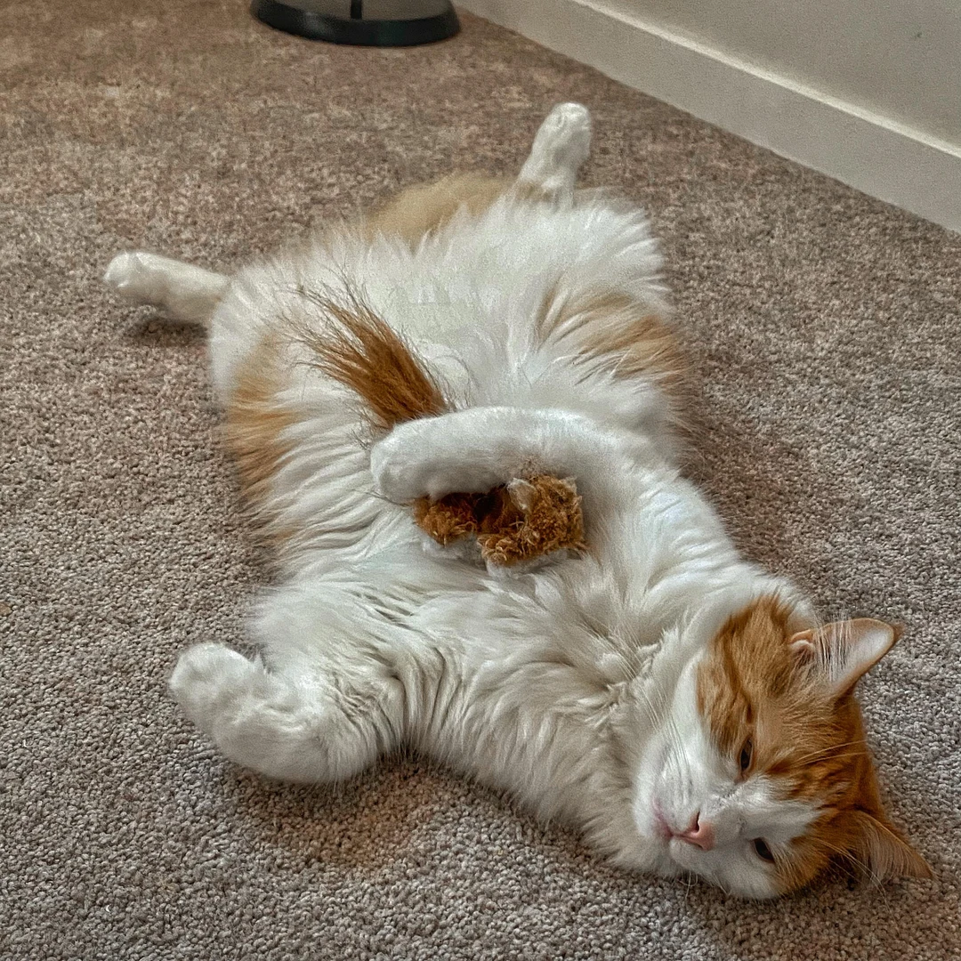 My Floofy boy is obsessed with his stuffed squirrel! Matching floof tails | Scrolller