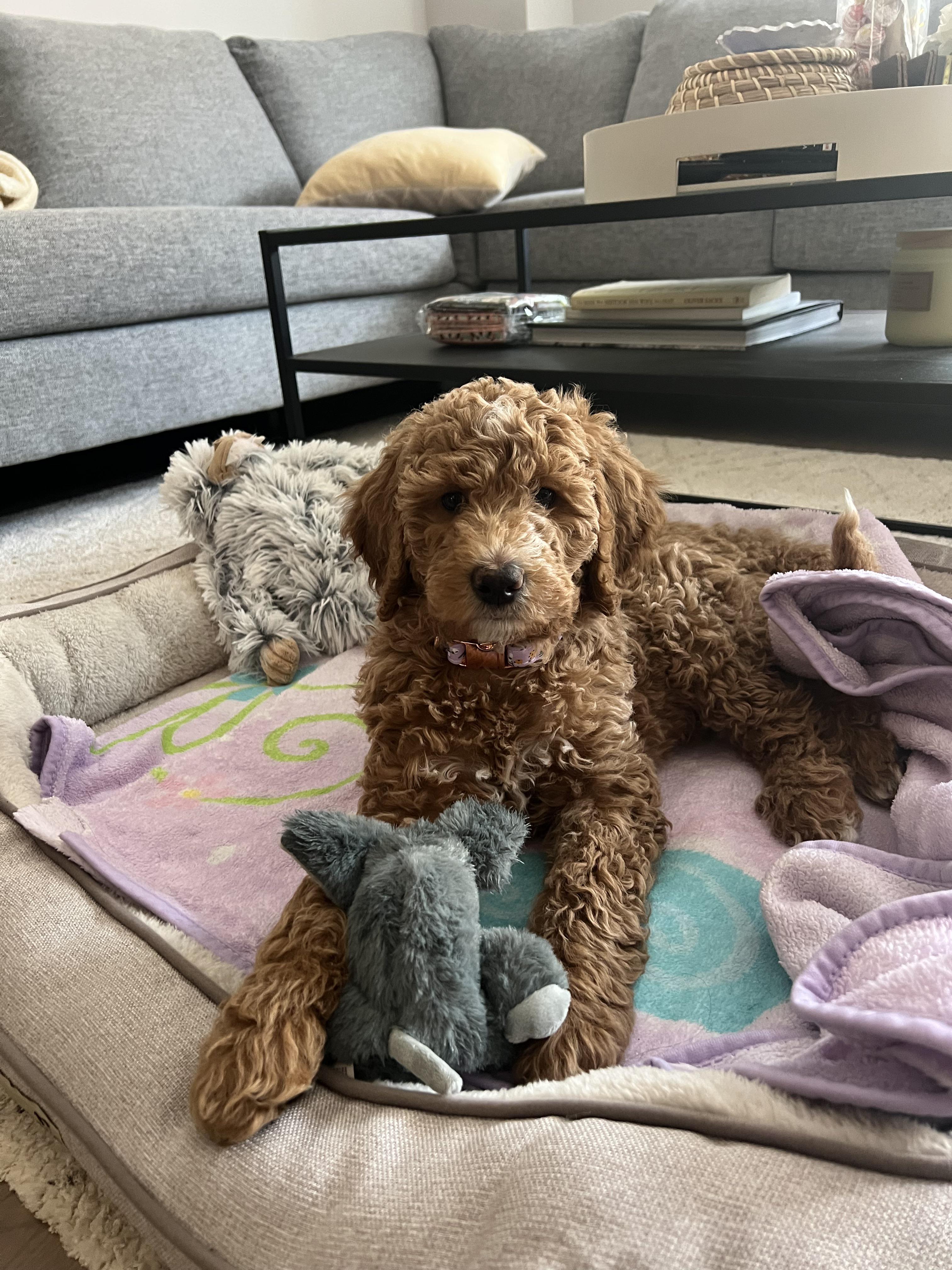 Meet Winnie 🍯 | Scrolller