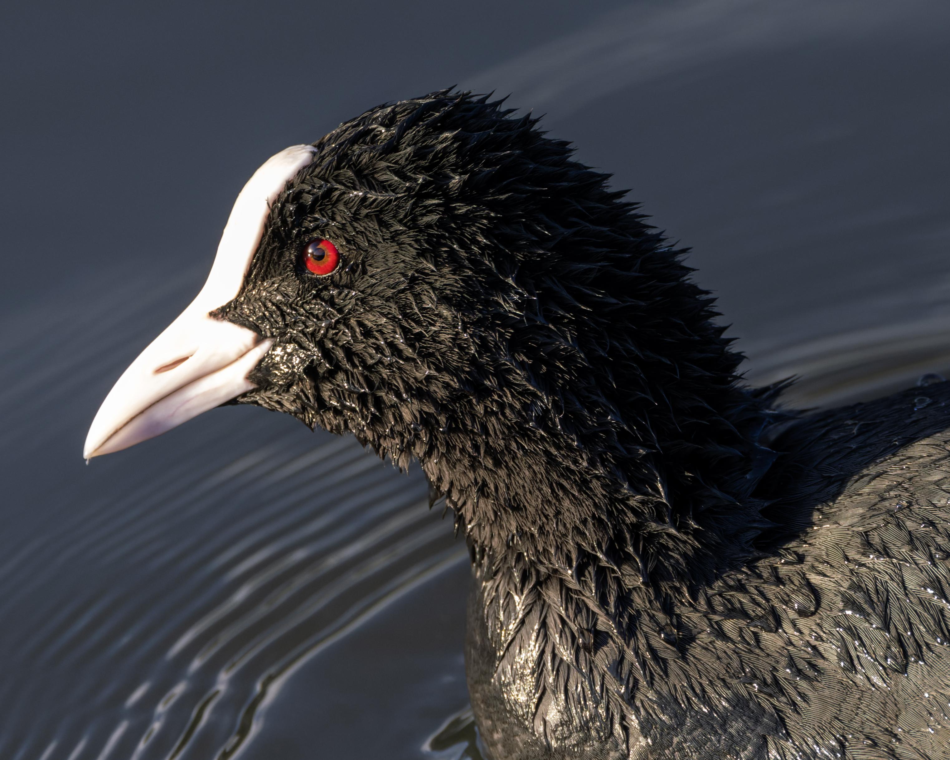 Coots have intense eyes | Scrolller