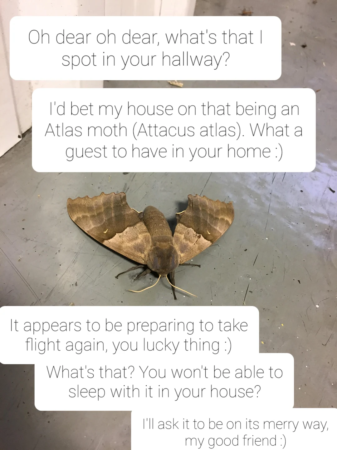 Attacus atlas | Scrolller