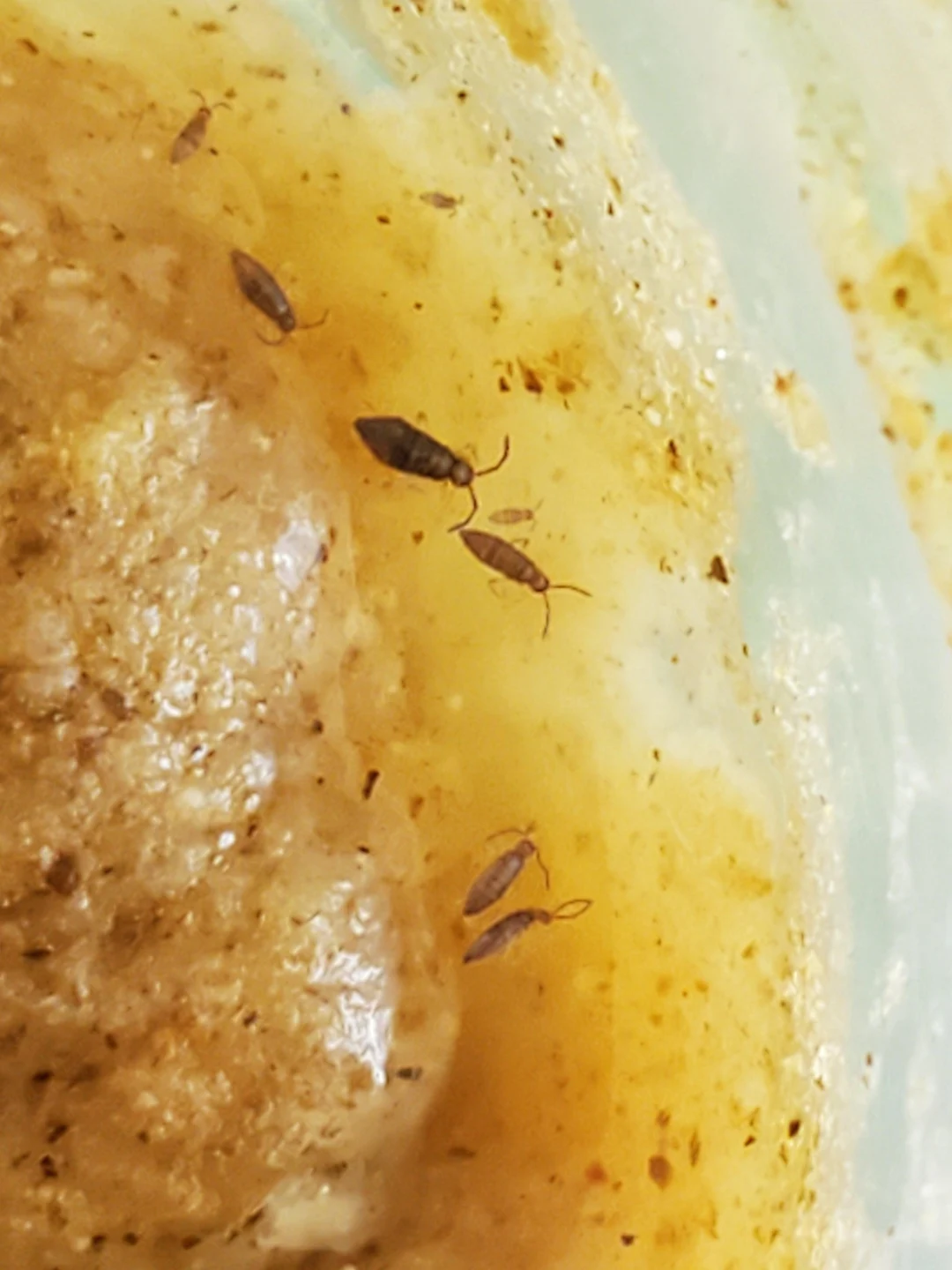 Super tiny bugs in gargoyle enclosure. What are they? | Scrolller