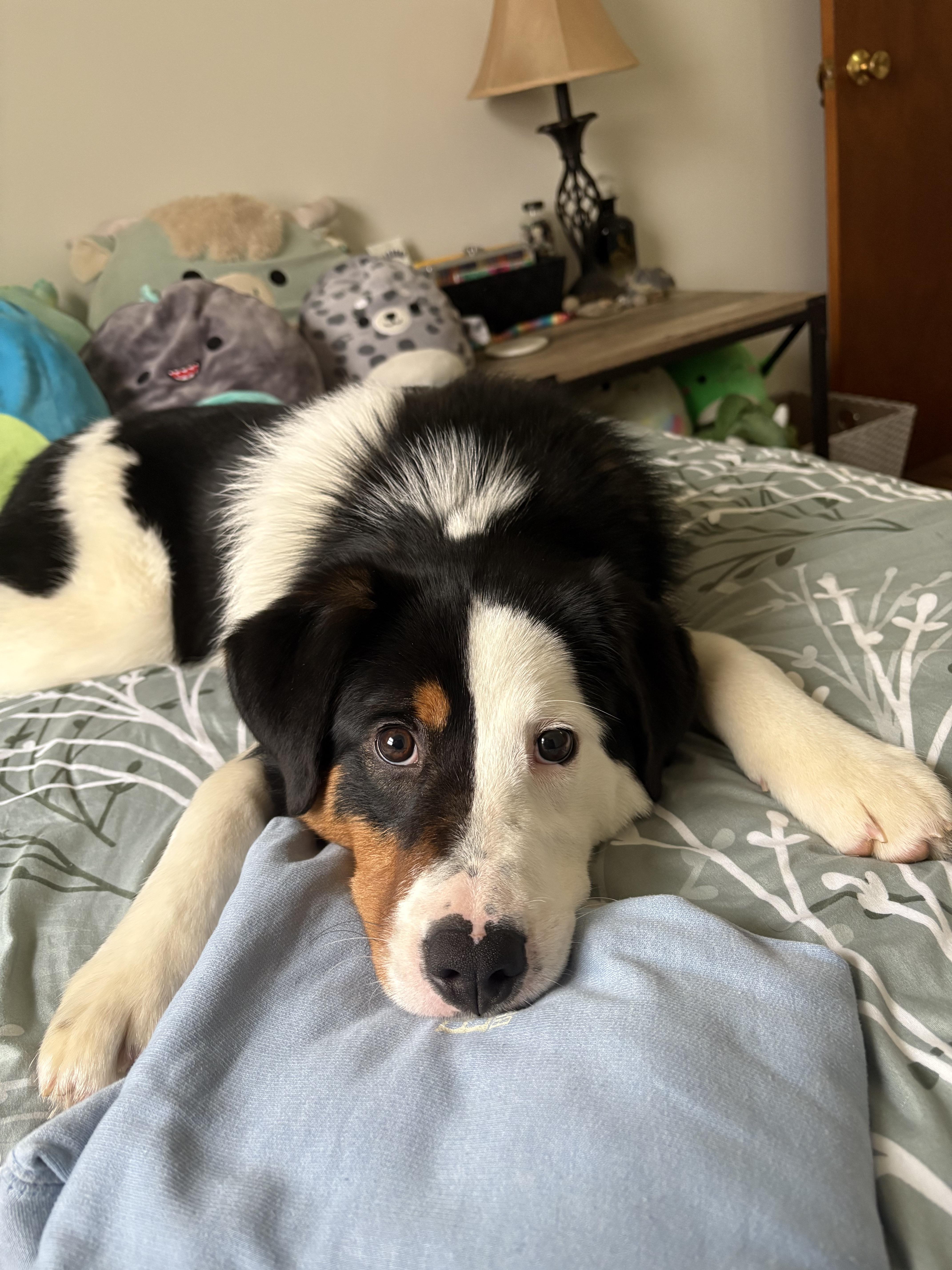 Echo🖤🤎 | Scrolller