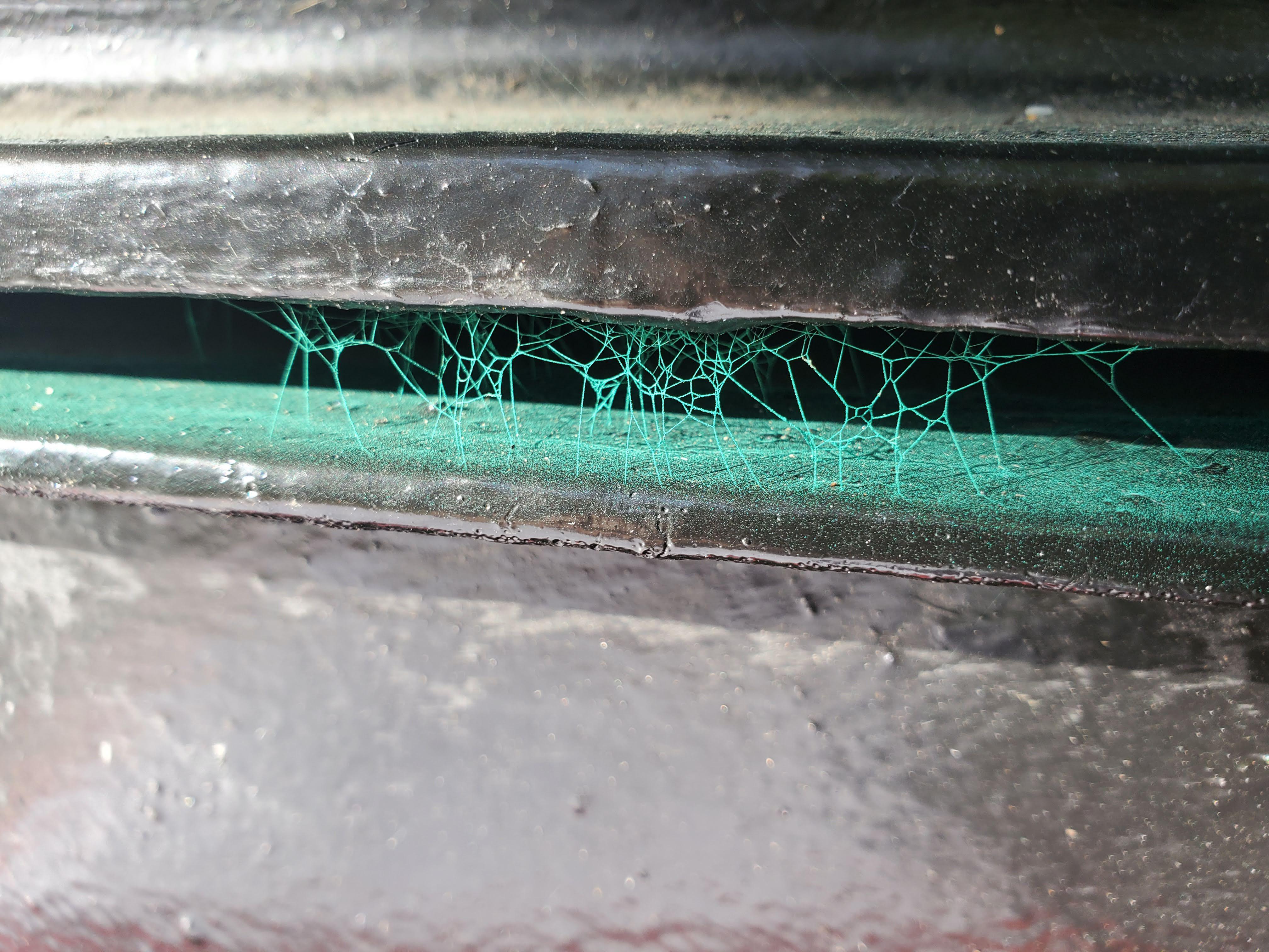 Painted spider web. | Scrolller