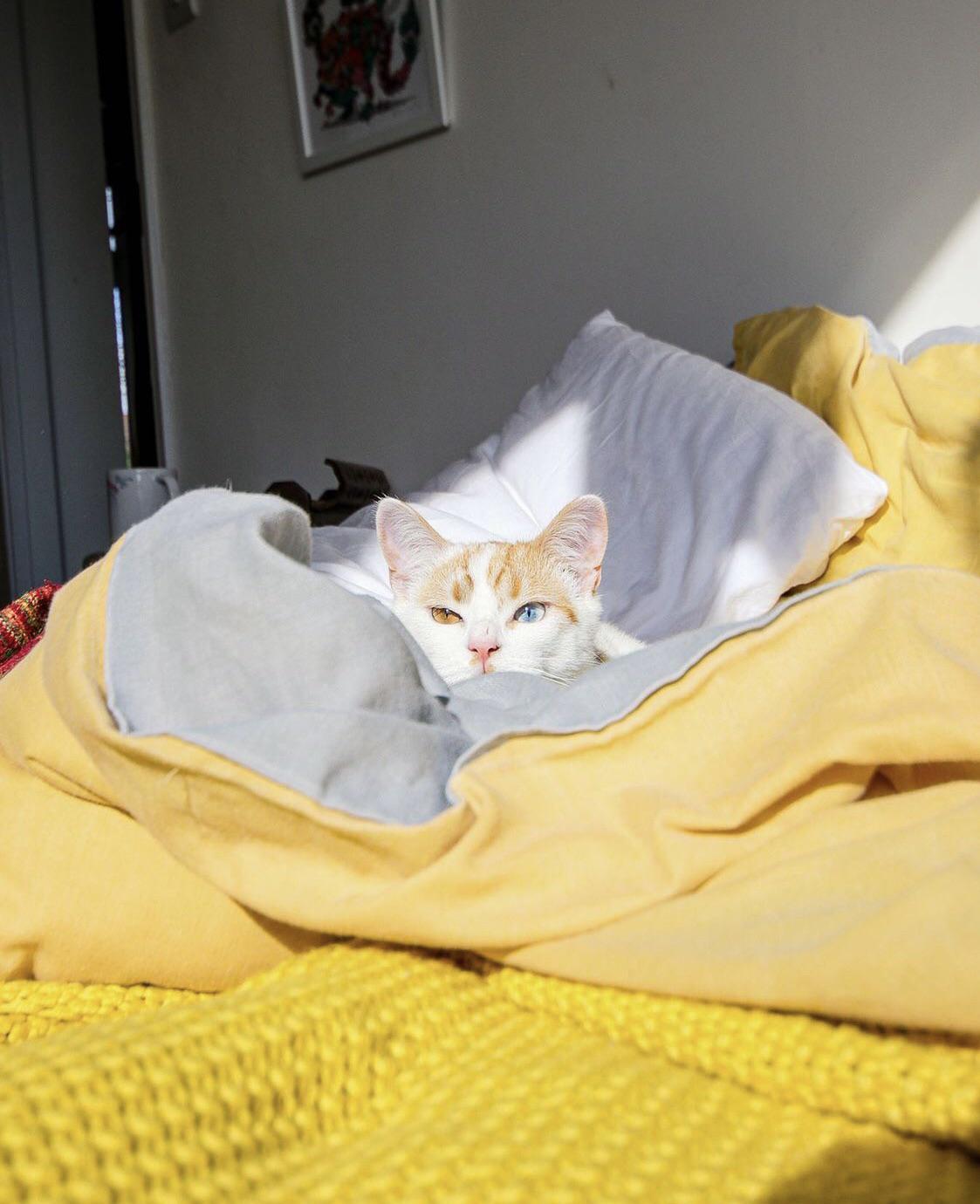 [OC] Mellow yellow | Scrolller