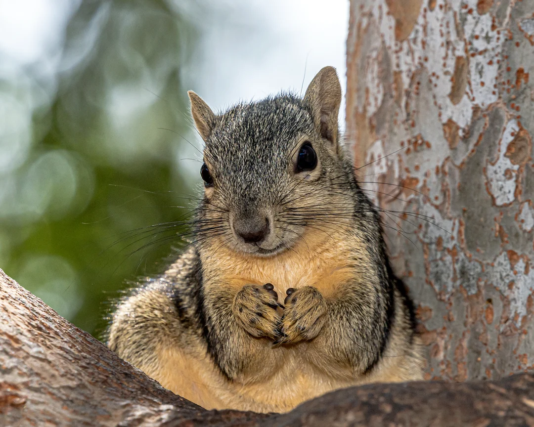 Sweet Boy Squirrel | Scrolller