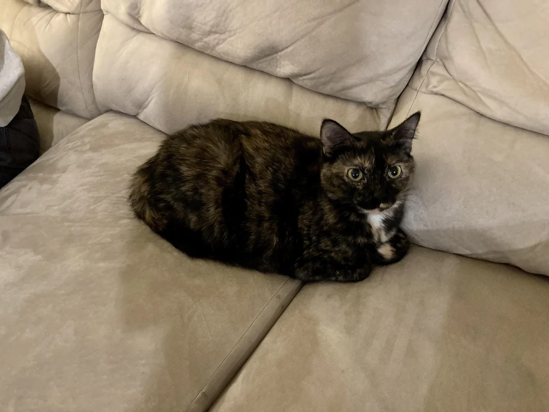 Slightly burnt loaf | Scrolller