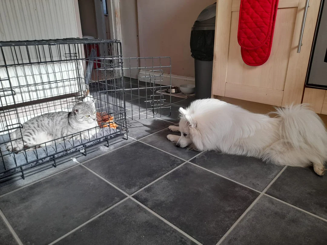 Ousted from his own crate! | Scrolller