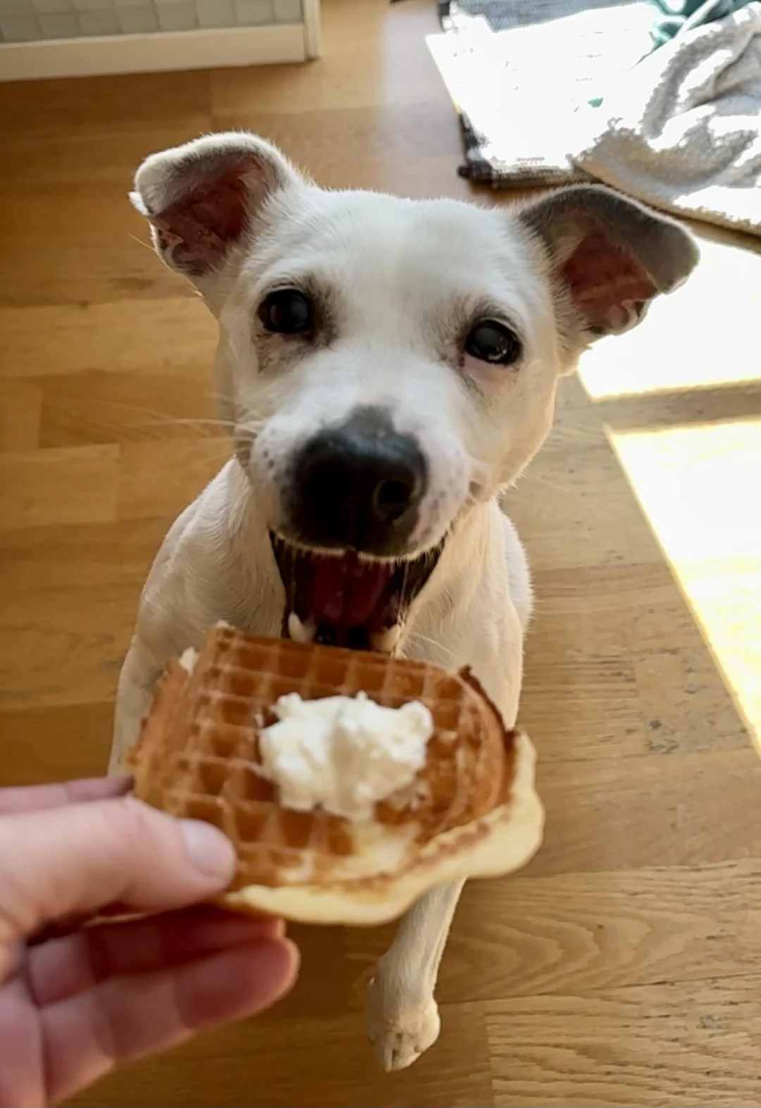 Happy Luna and a waffle | Scrolller