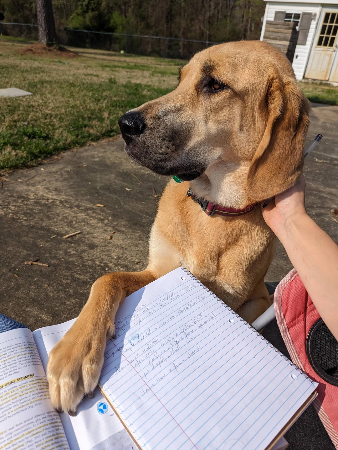 No study, only pets | Scrolller