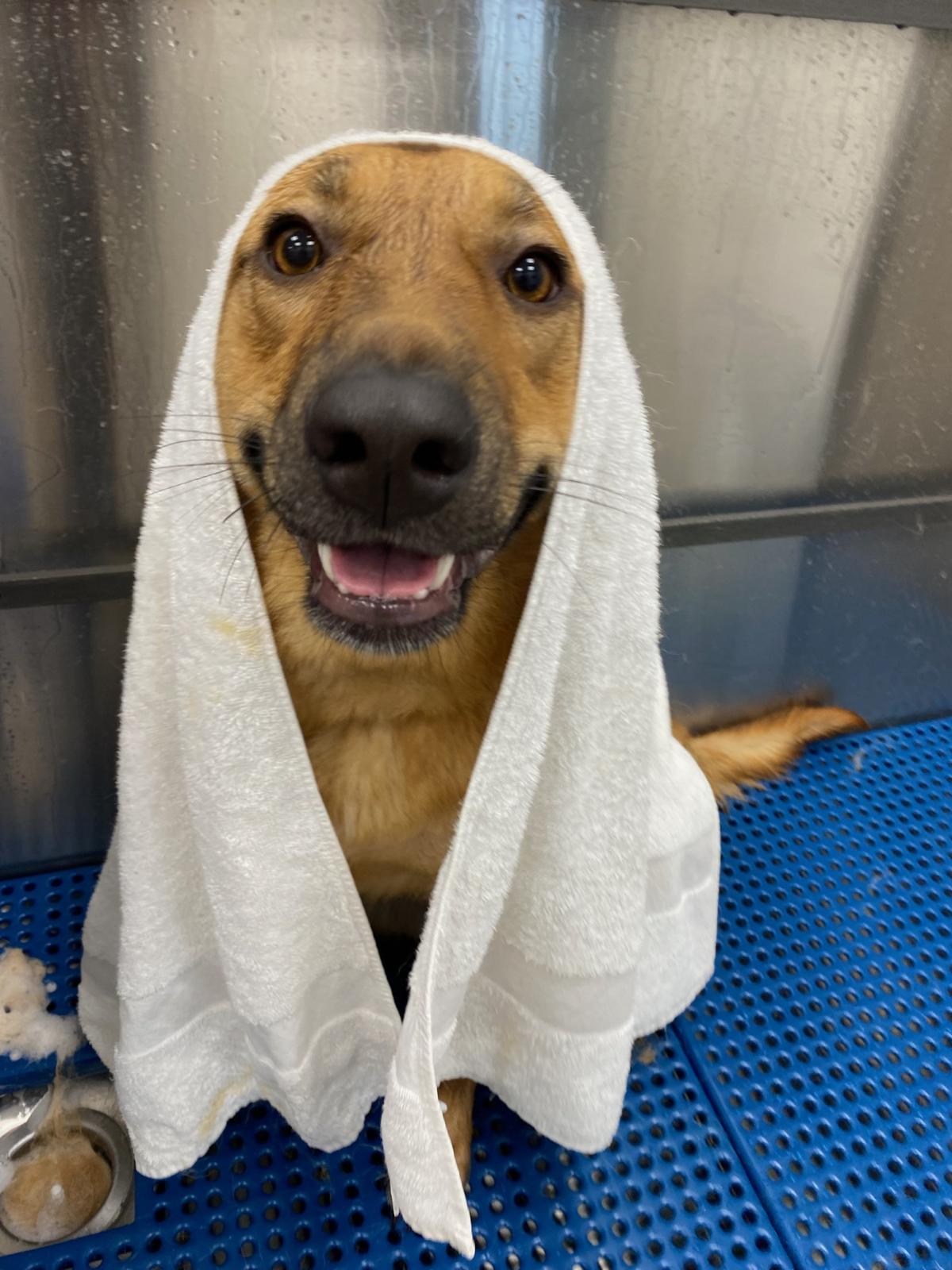 My rescue pupper during her first grooming! | Scrolller