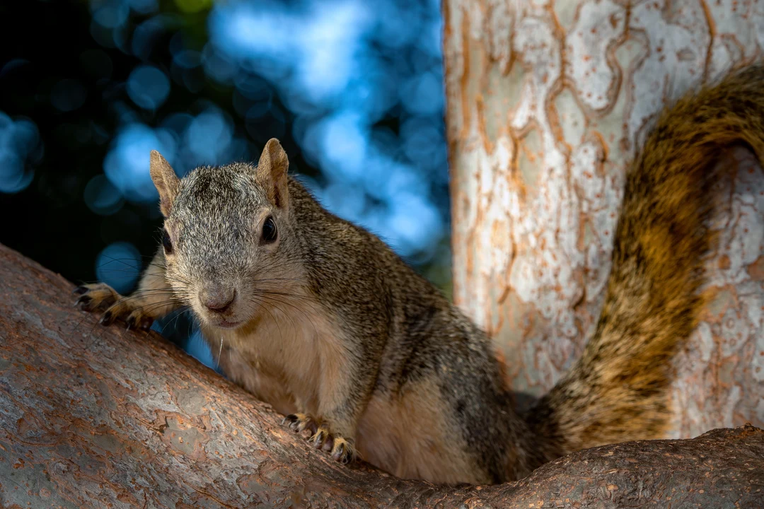 Shadow Squirrel | Scrolller