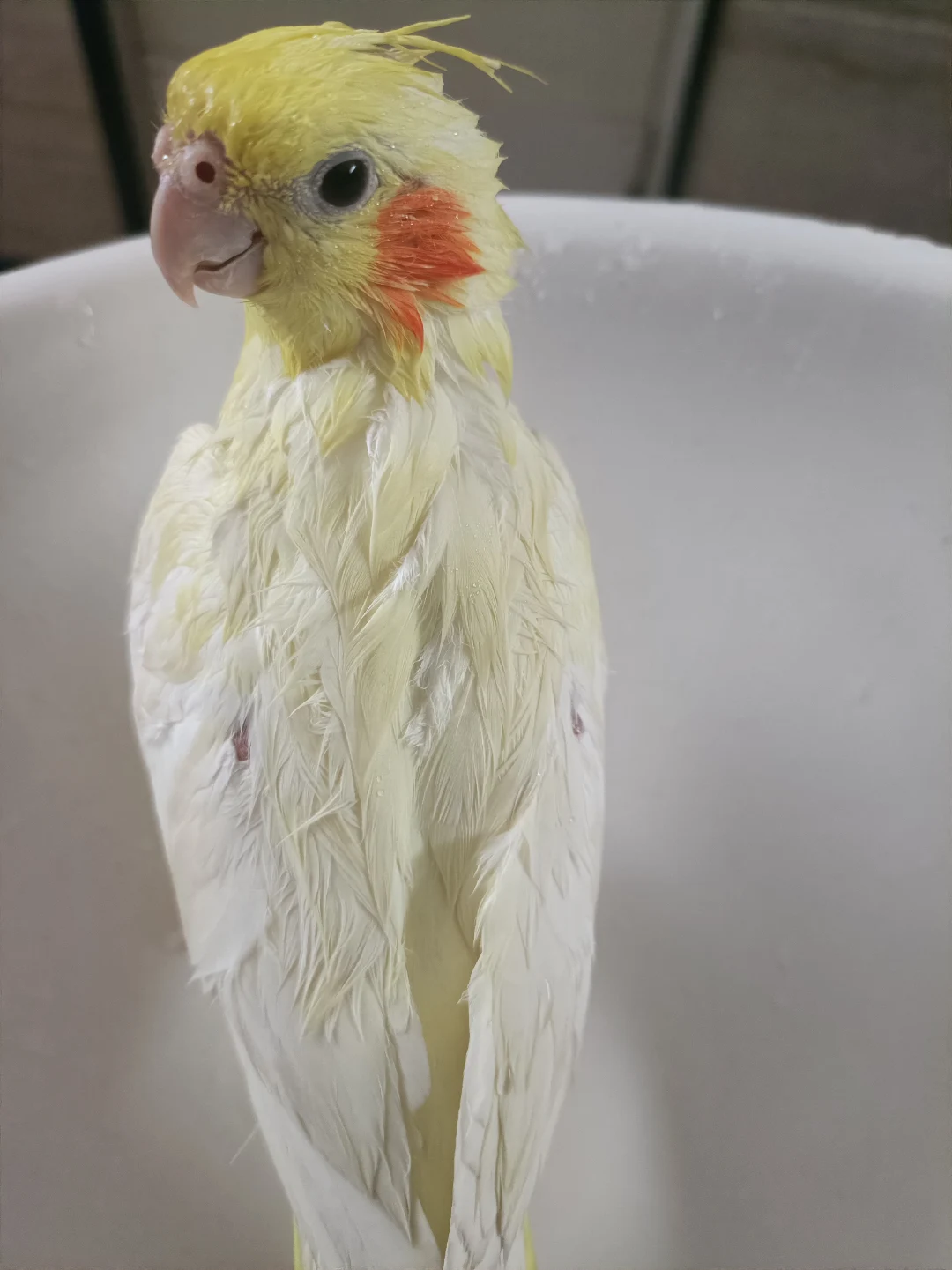 Any idea what the 2 spots on the back of the birb is? | Scrolller