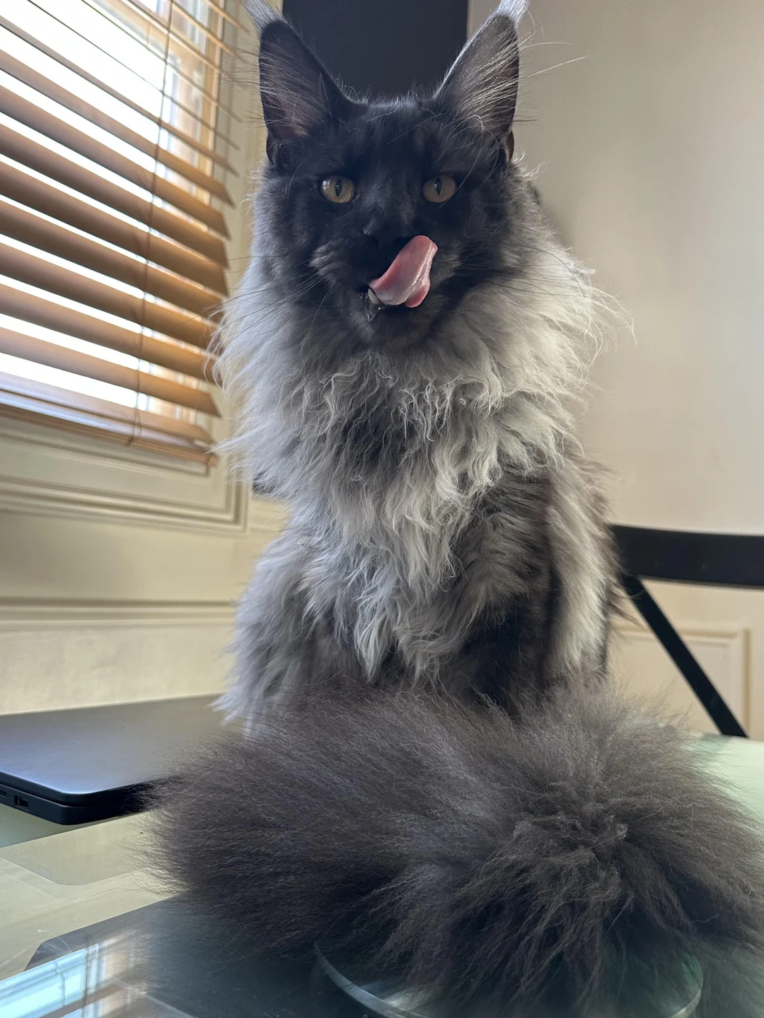 Licking his chops | Scrolller