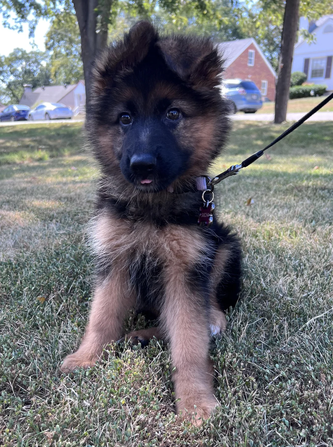 10 week old German Shepherd Sascha | Scrolller