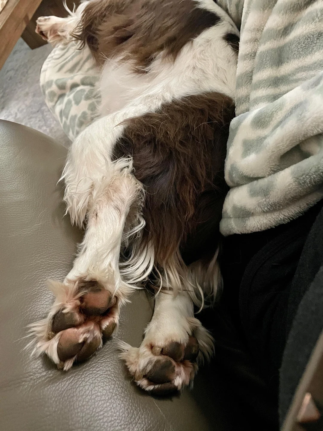 Floofy Grinch Feets | Scrolller