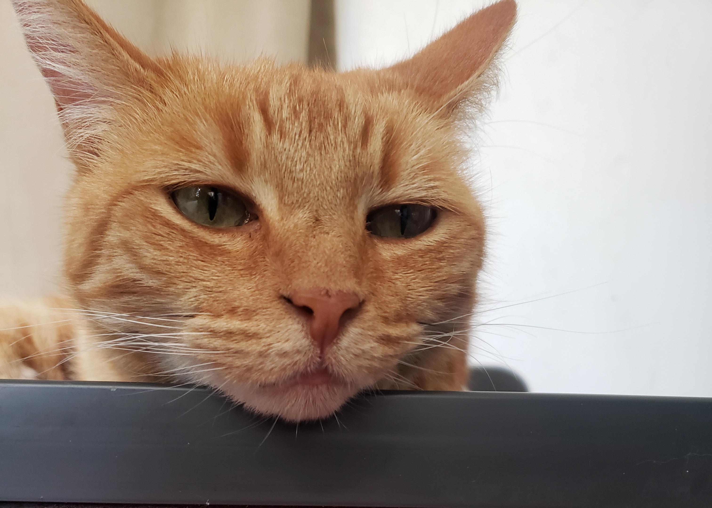 Unamused Jelly | Scrolller