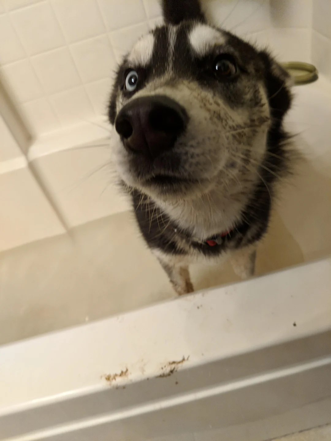 somebody got muddy! (OC) | Scrolller