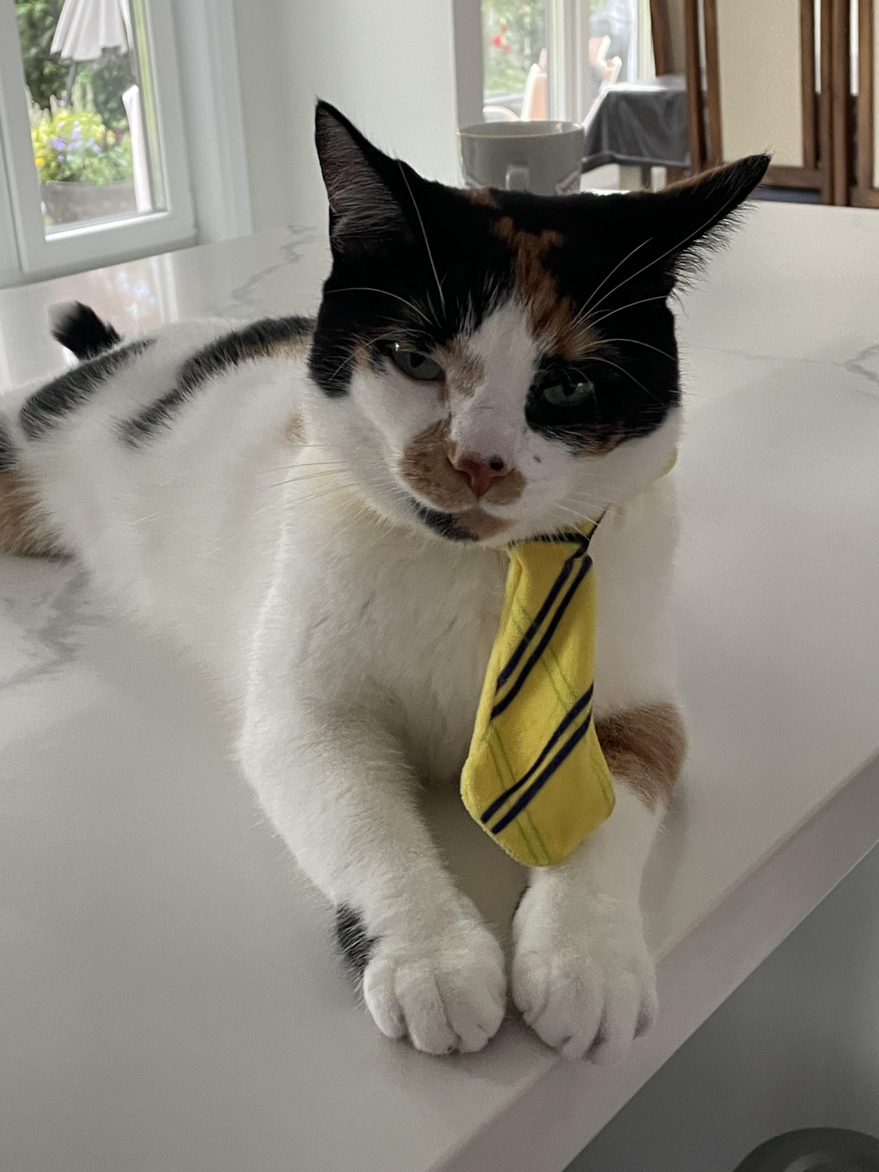 Cleo Reporting For Duty Scrolller