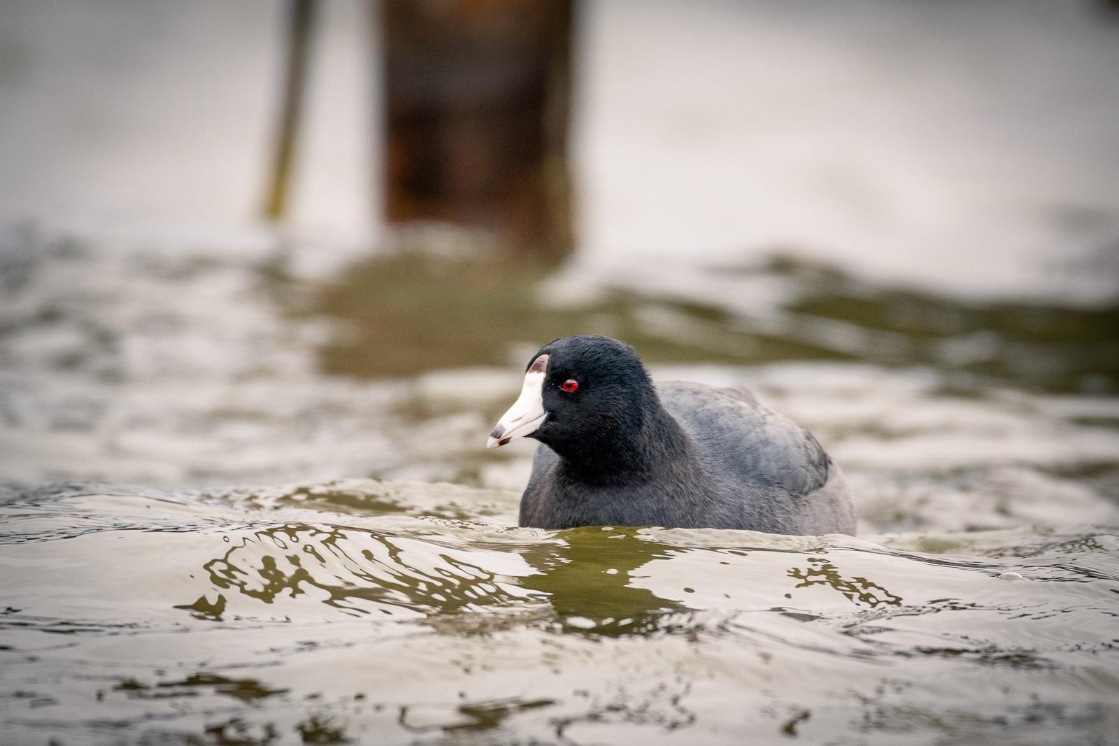 American Coot! First time I've seen these guys there. | Scrolller