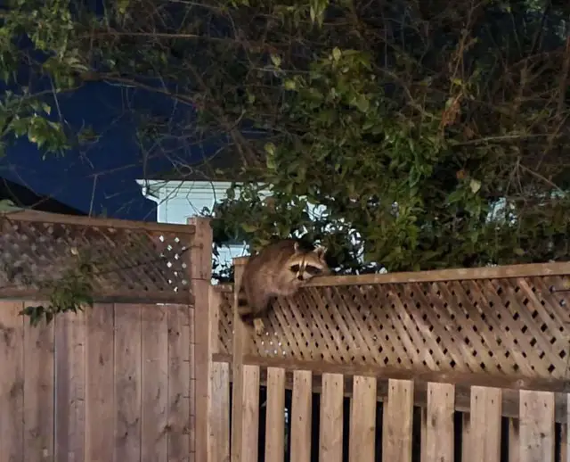 chillin on the fence | Scrolller