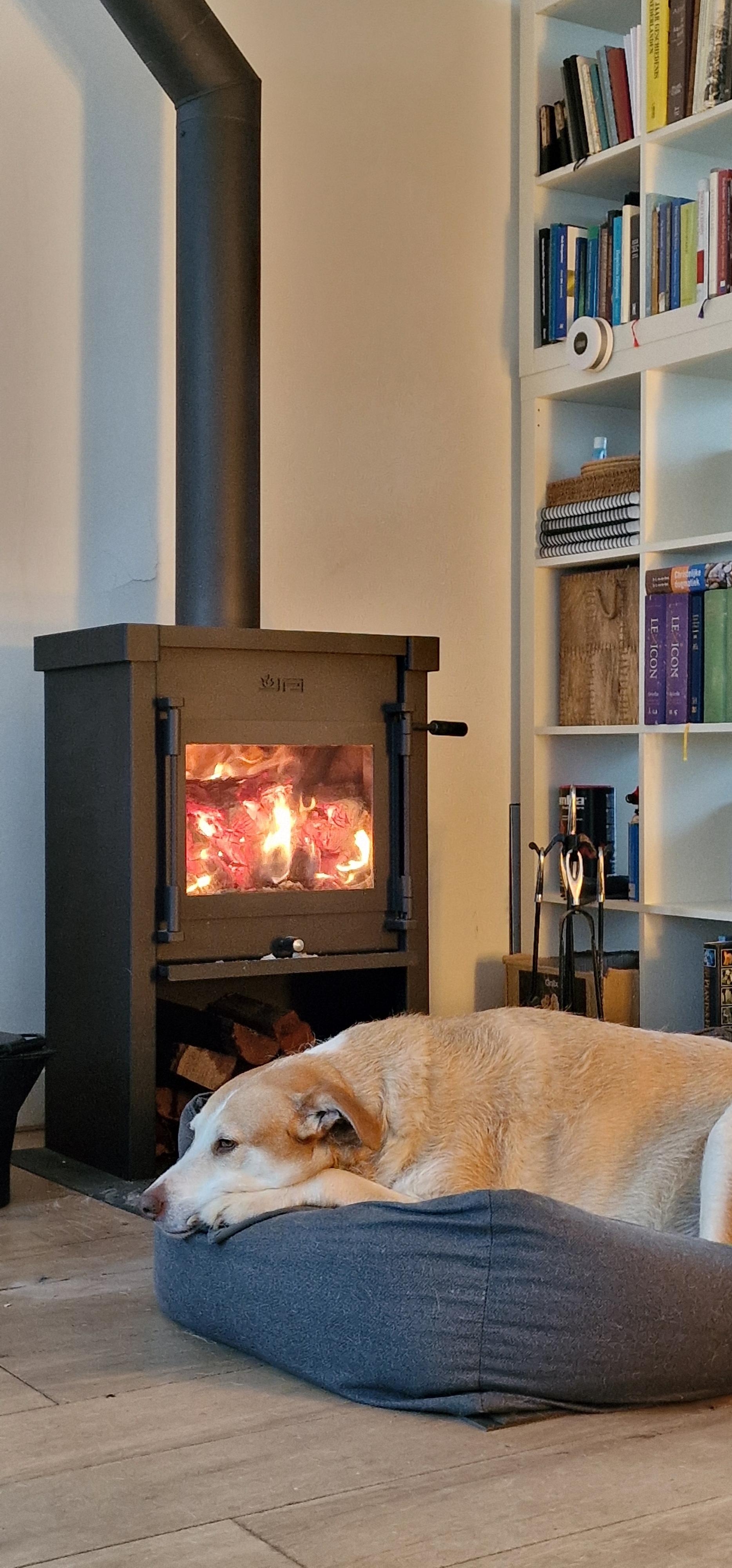 Happy pup | Scrolller