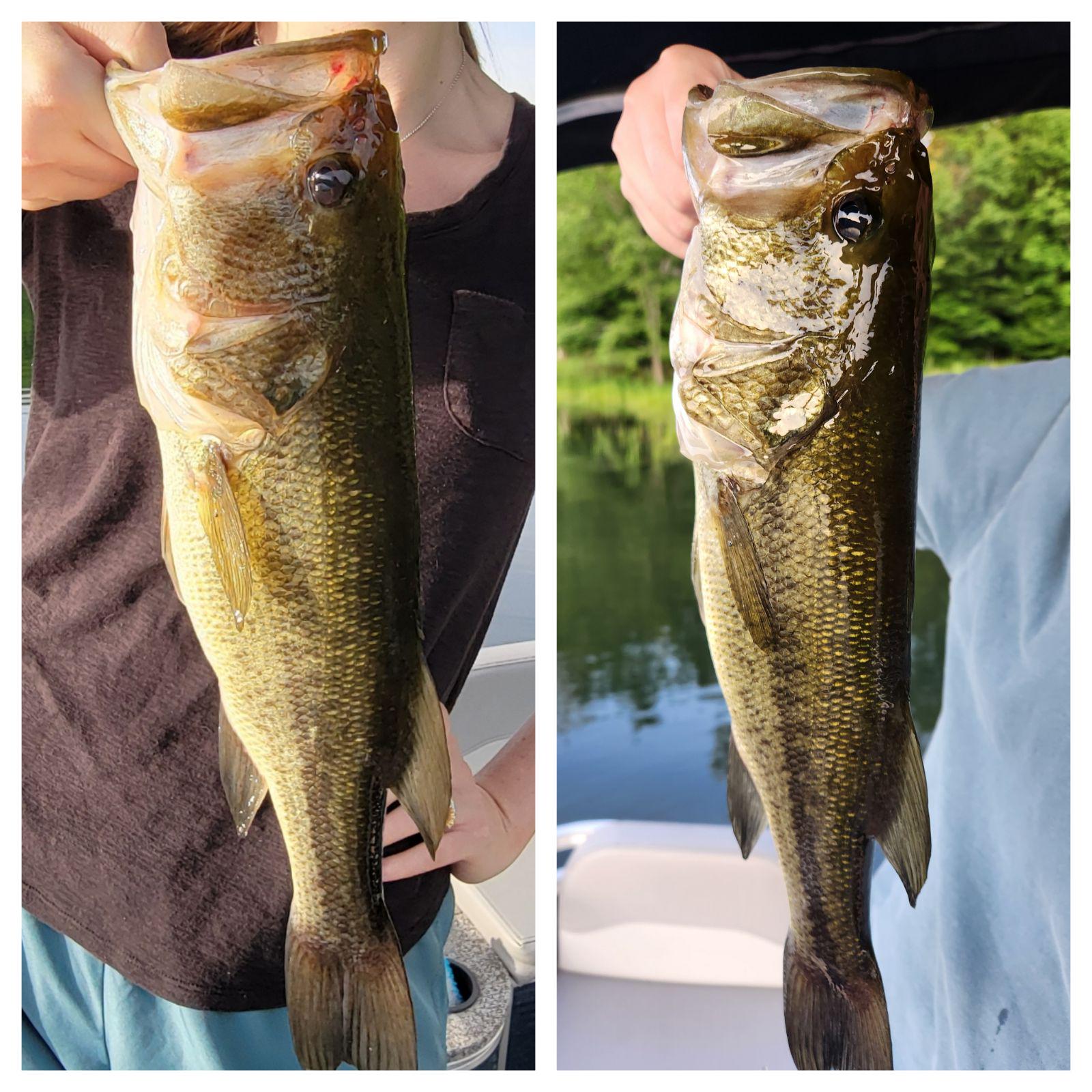 Need help figuring out if these are the same 2 bass or if they are different | Scrolller