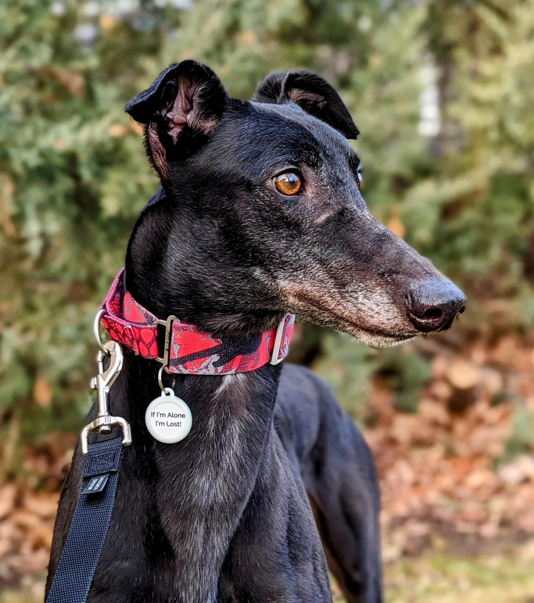 Any toys your greyhound absolutely loves? | Scrolller