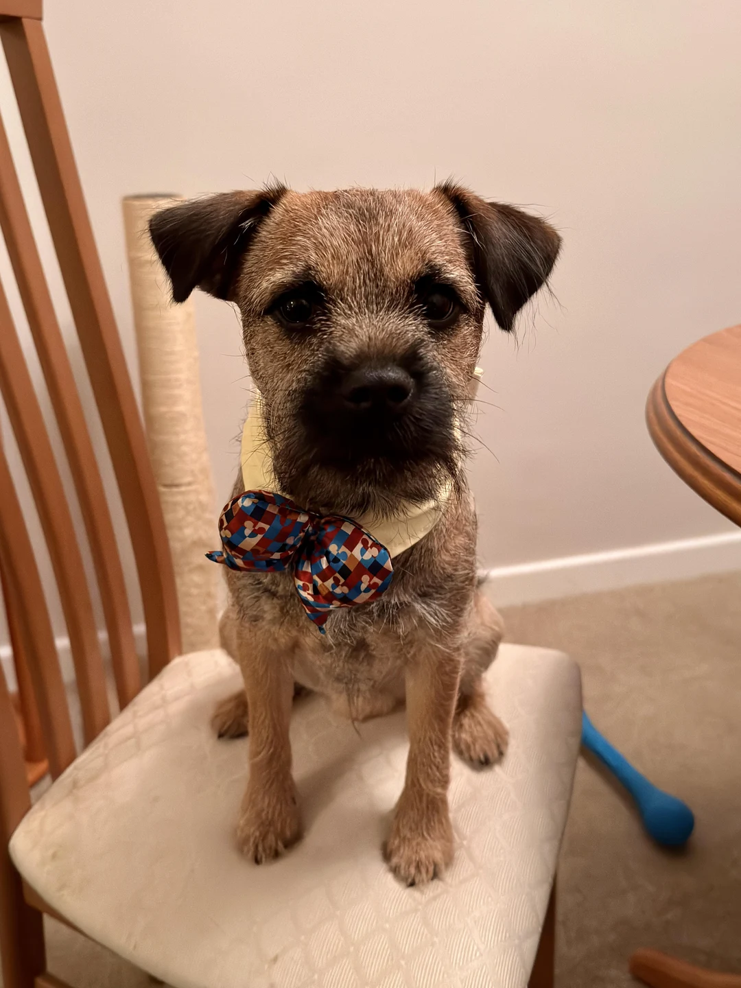 Douglas dressed up and ready to graduate from puppy school. | Scrolller
