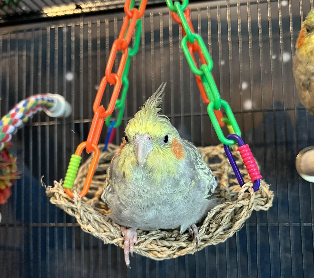 Birb or bread? | Scrolller