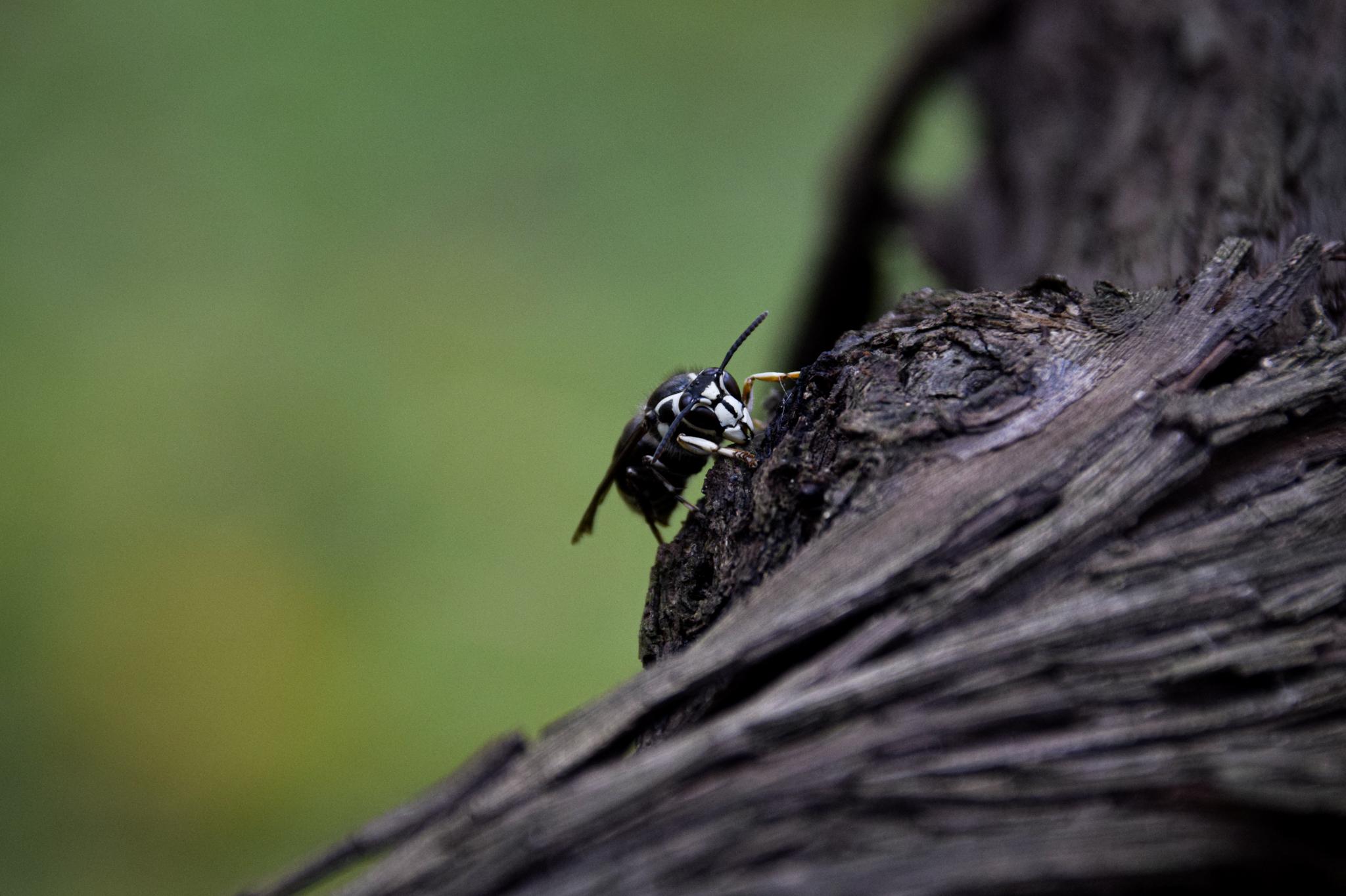 Bald faced hornet | Scrolller