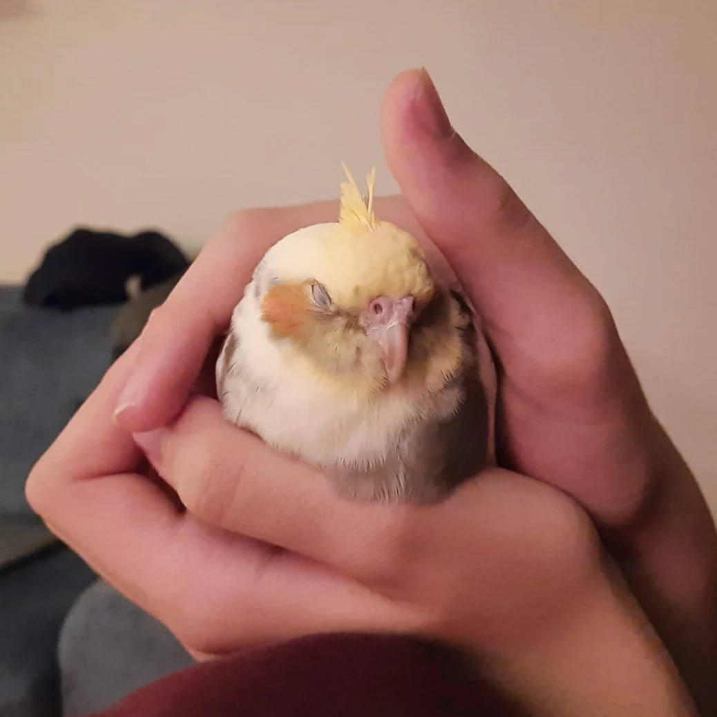 Cuddly Birb :) | Scrolller