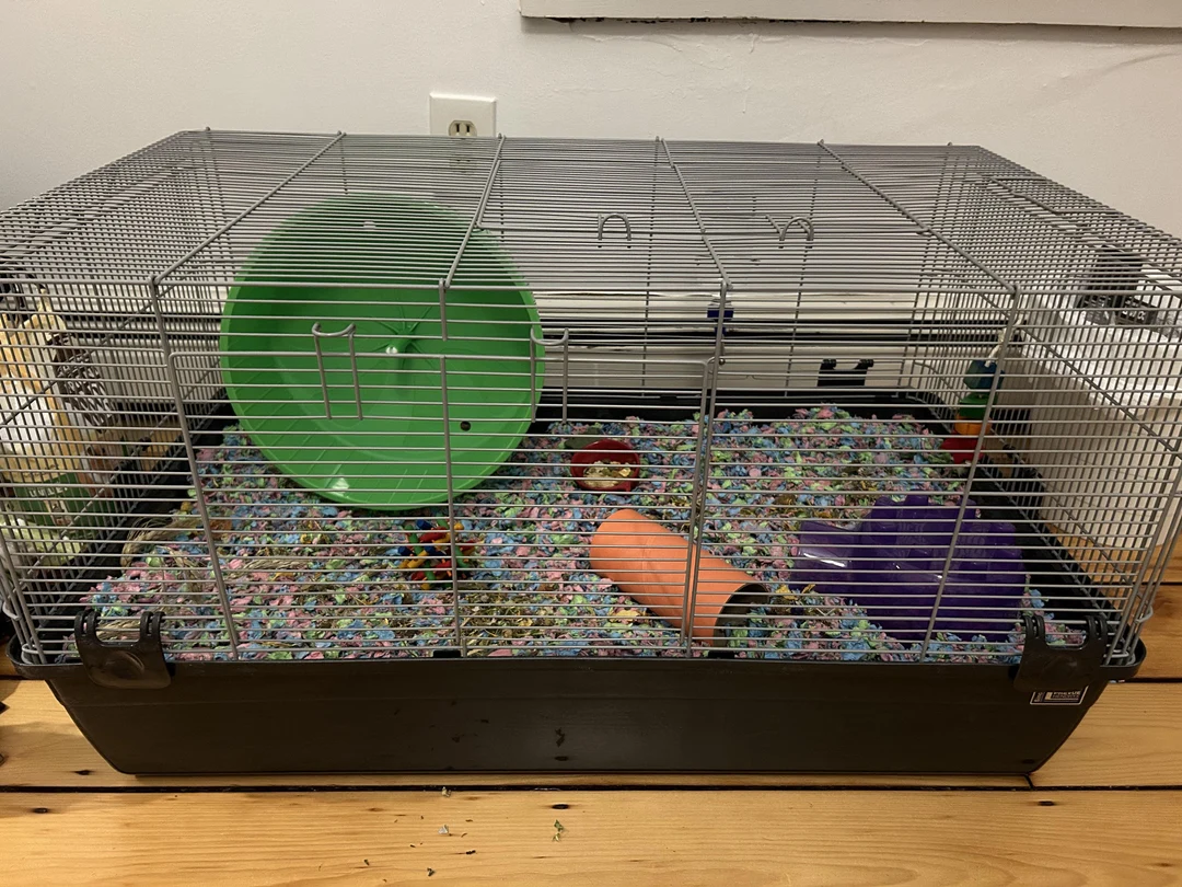 New hamster setup, any thoughts on what else to add? | Scrolller