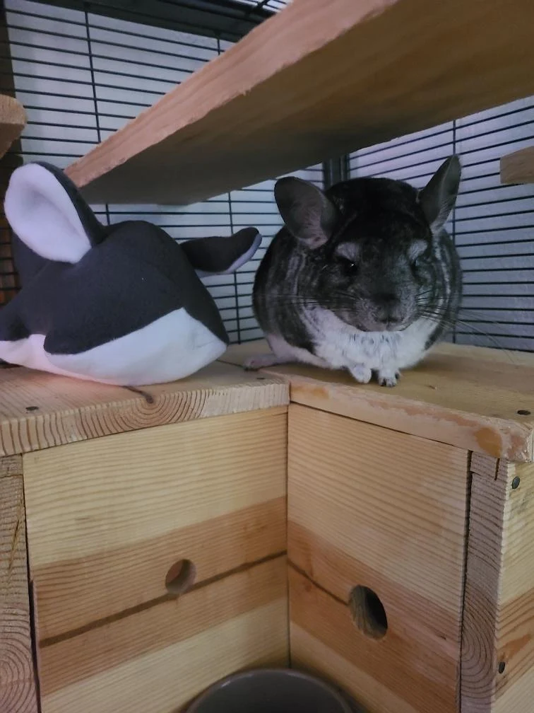 Milo and his new BFF | Scrolller