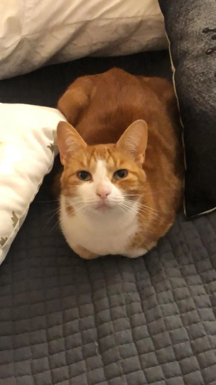 Meatloaf | Scrolller