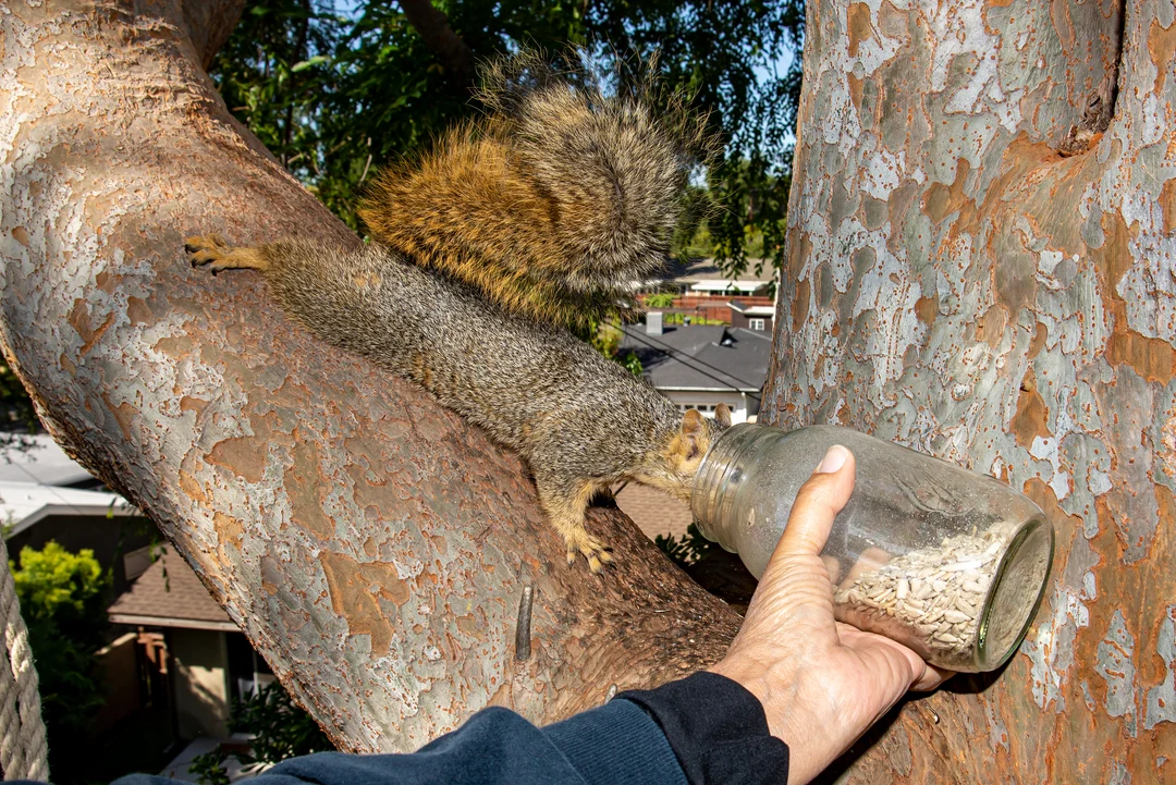 Can't wait Squirrel | Scrolller