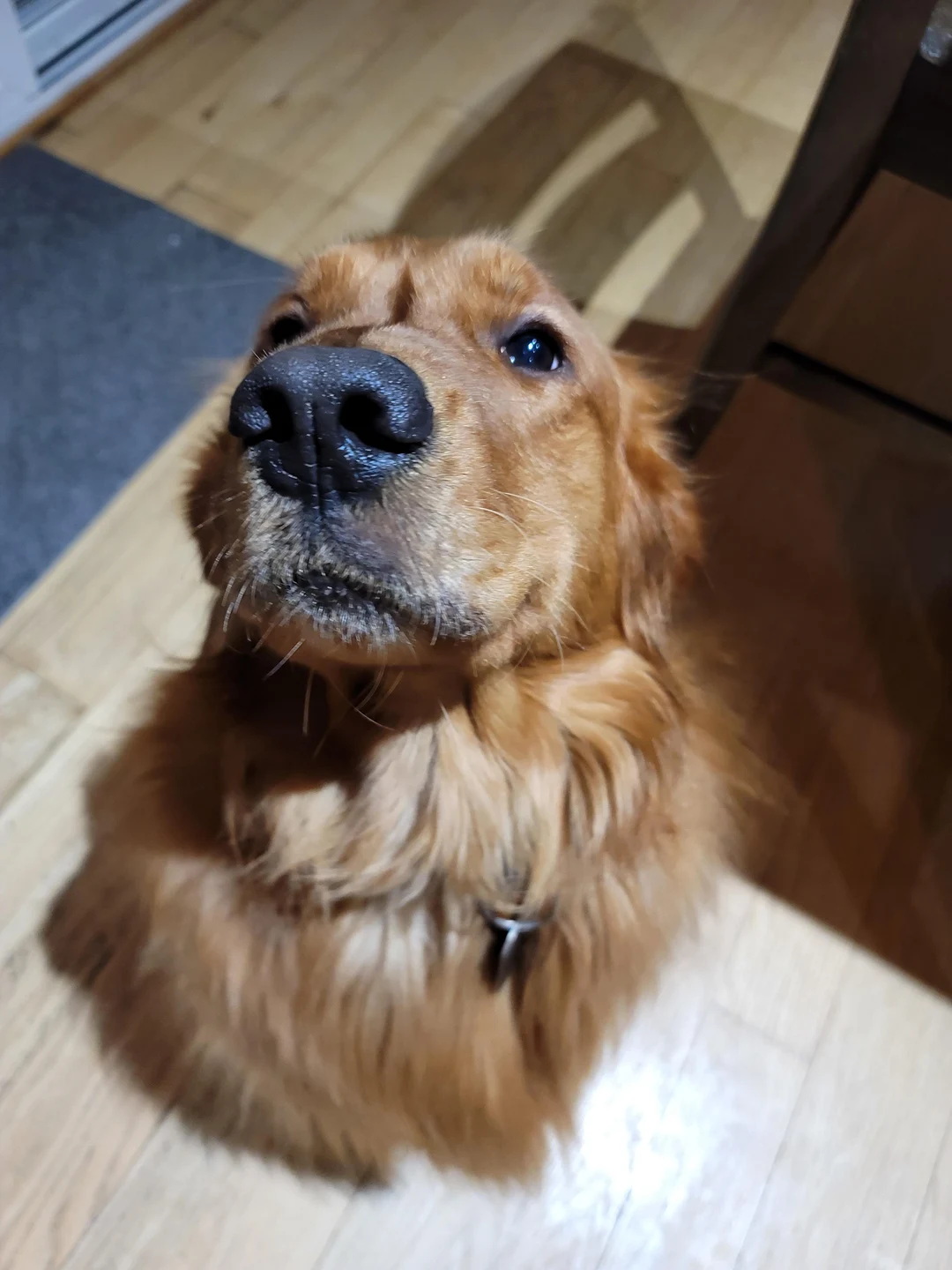 She requests you boop the snoot | Scrolller