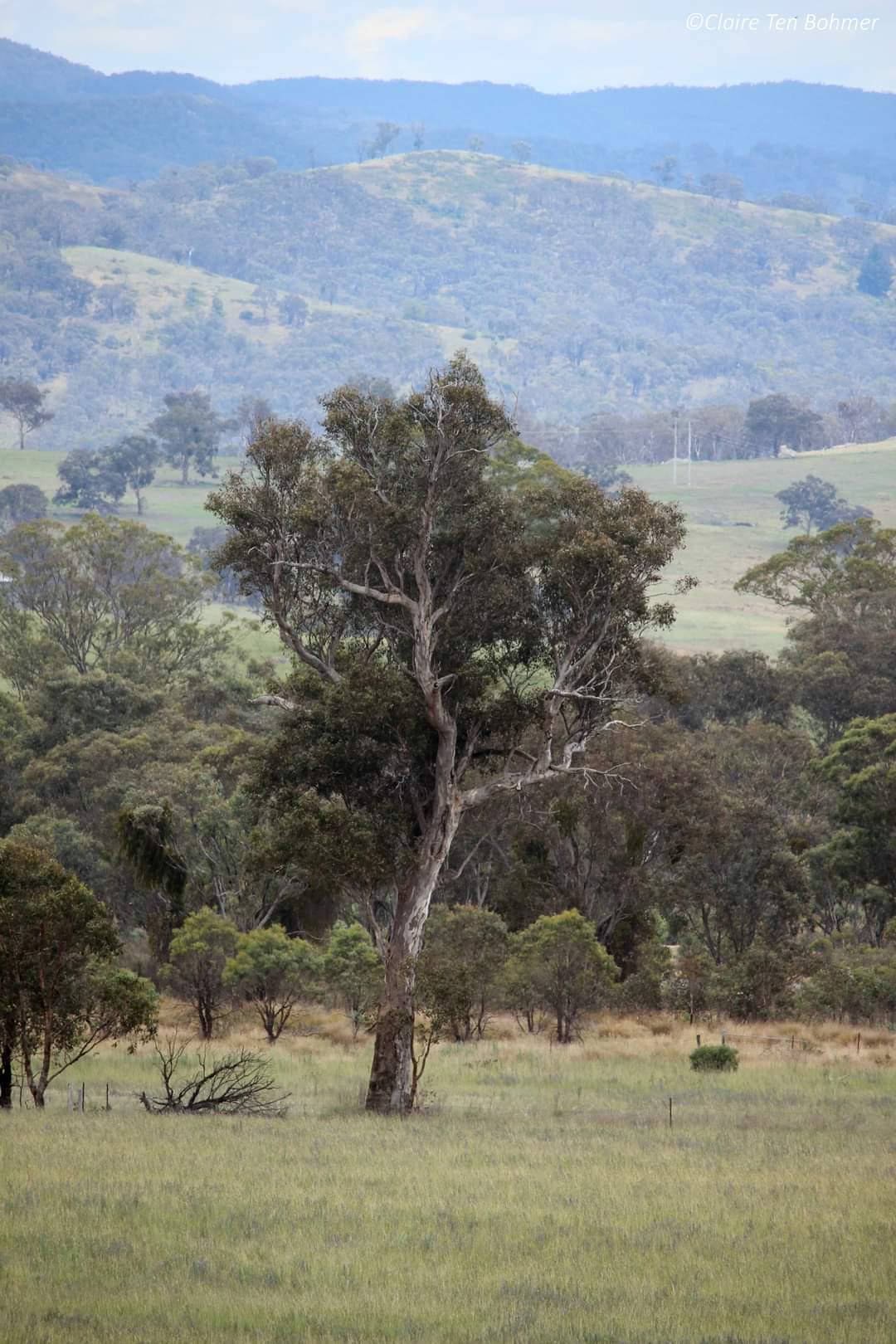 Rolling hills, rural NSW. | Scrolller